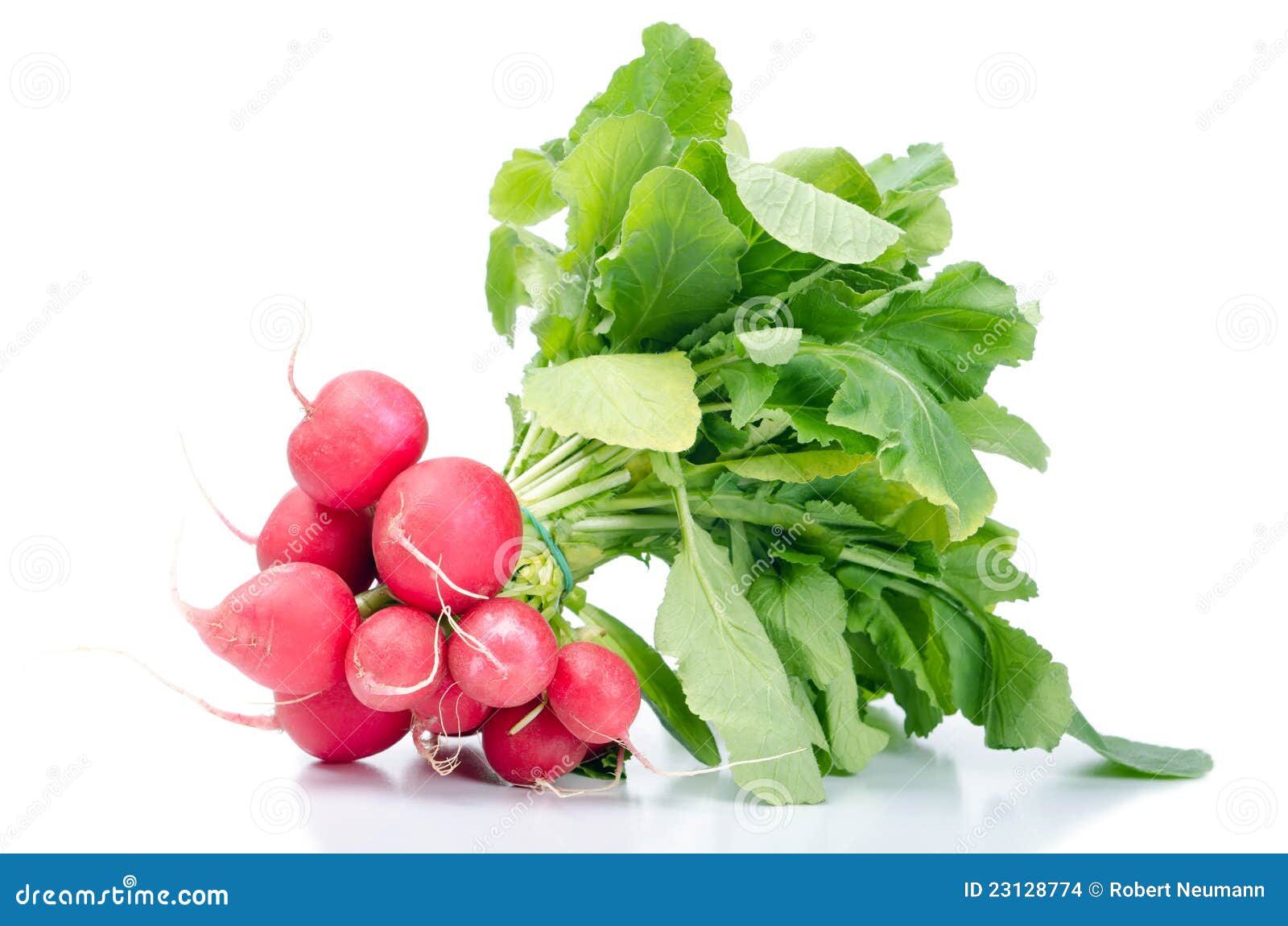 Bunch radish stock photo. Image of isolates, engagedly - 23128774