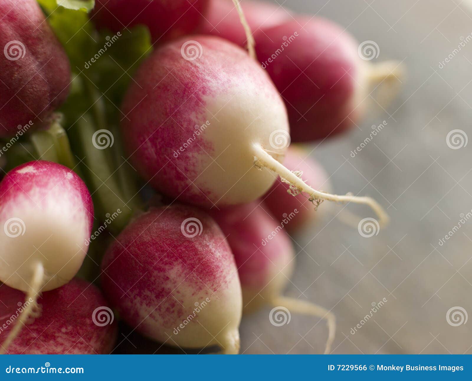 Bunch of Radish stock photo. Image of focus, freshness - 7229566
