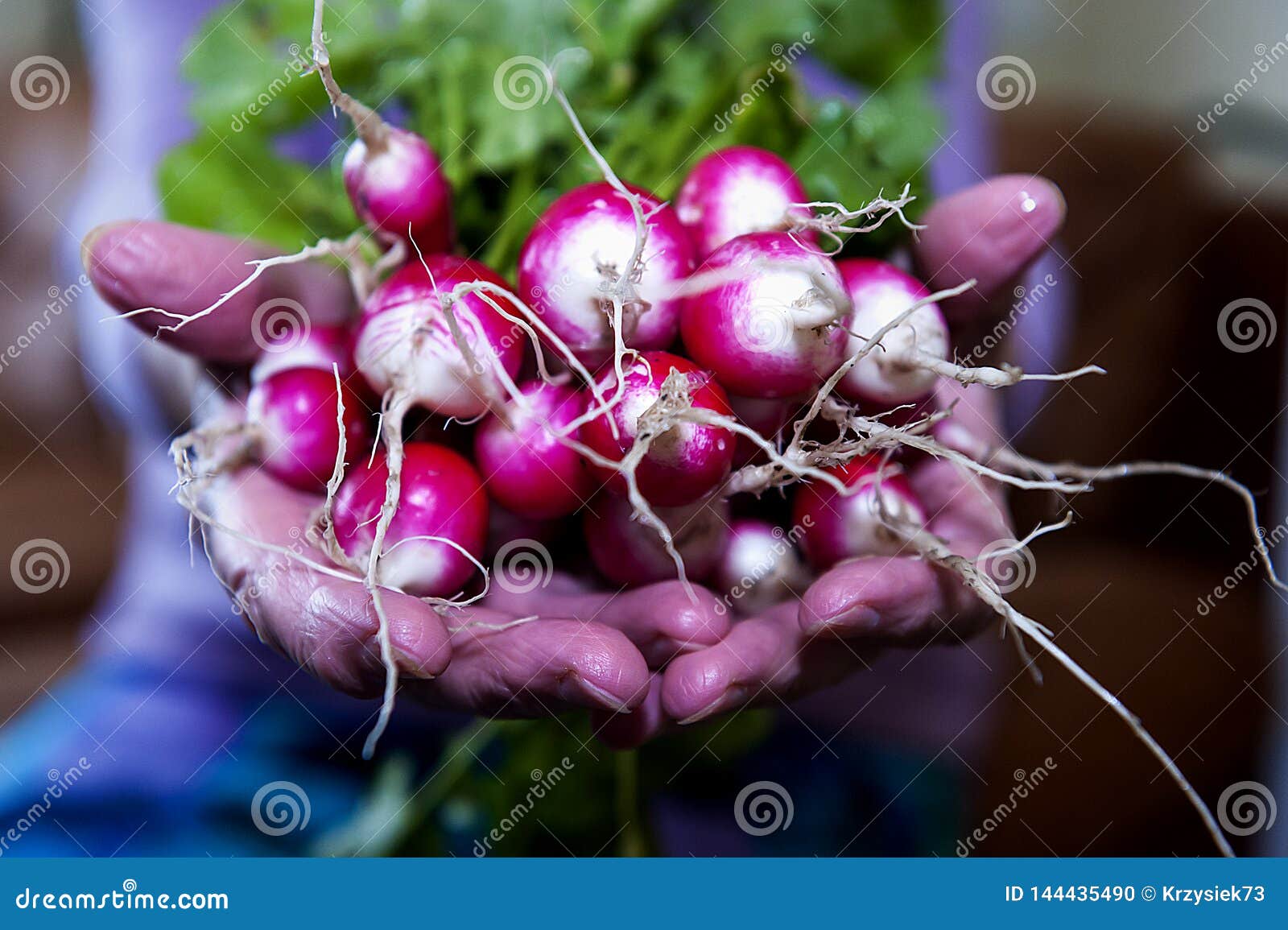 Bunch of Radish in the Hand Stock Photo - Image of diet, health: 144435490