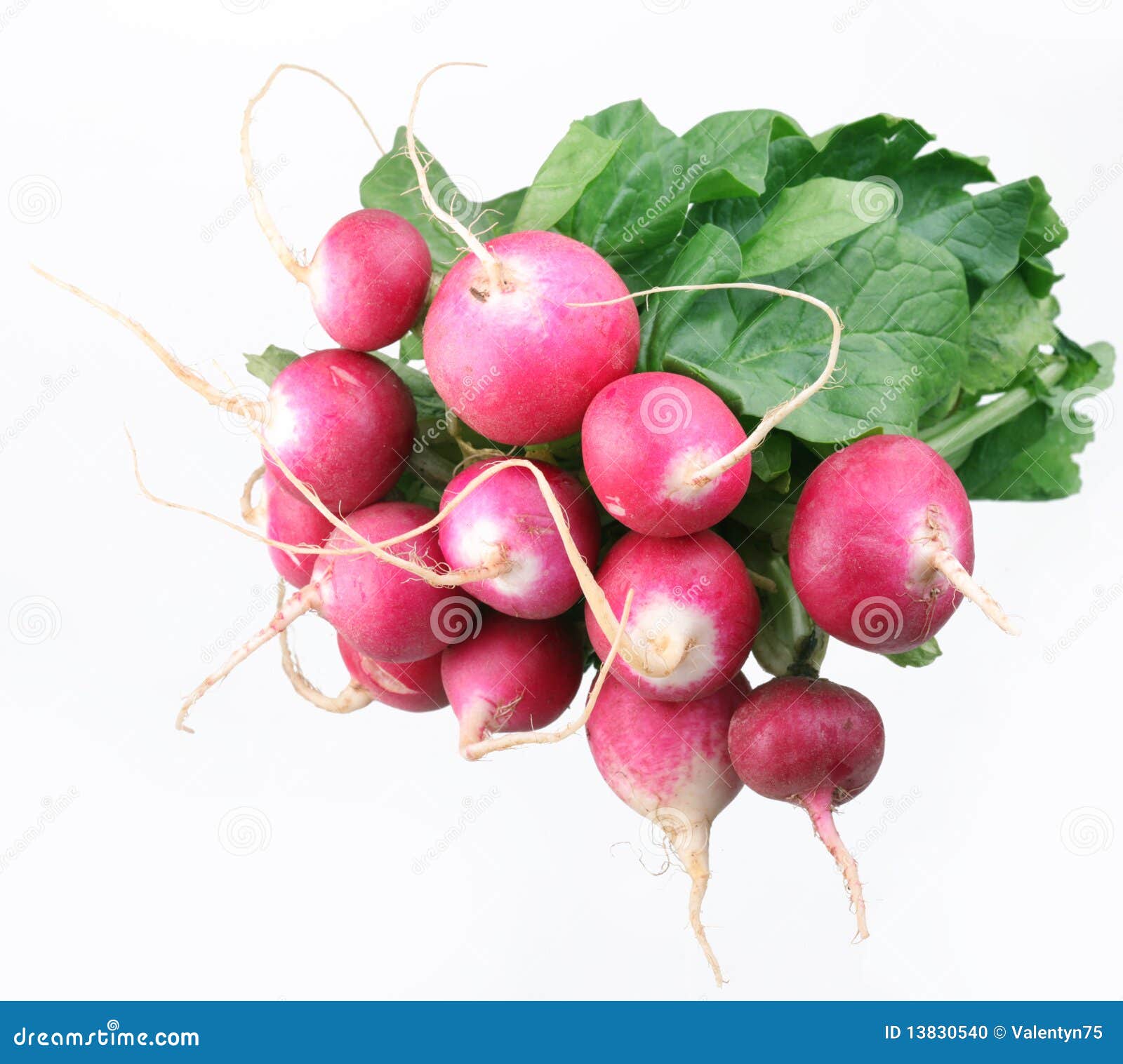 Bunch of radishes stock photo. Image of foods, circle - 13830540