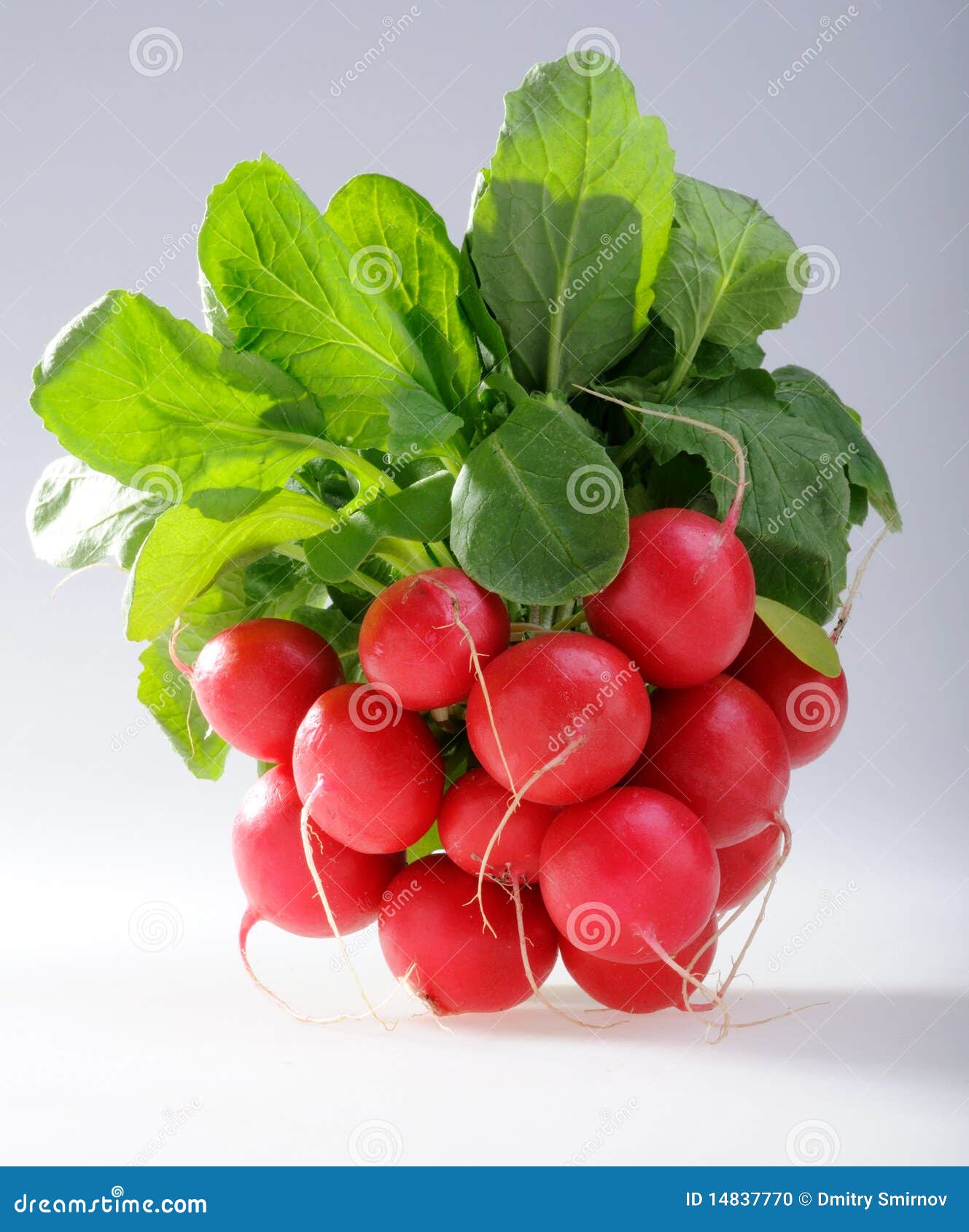 Bunch of radishes stock photo. Image of agriculture, freshness - 14837770
