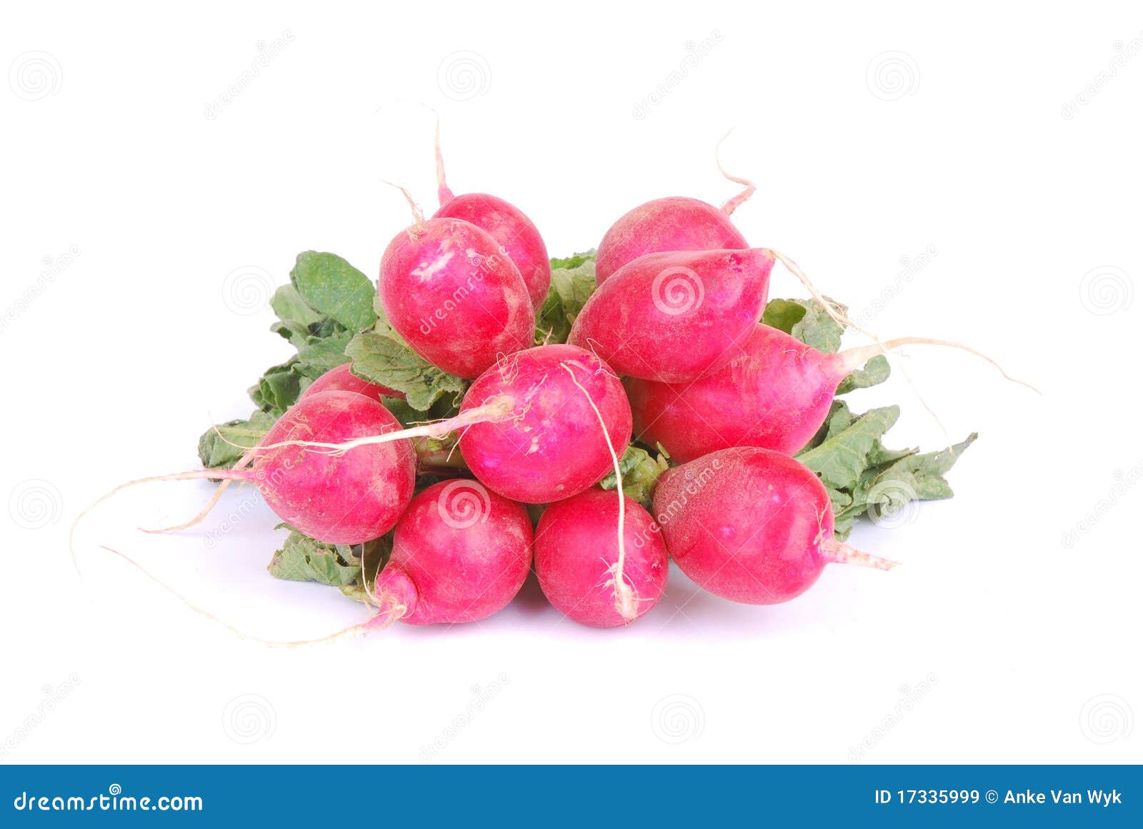 Bunch of red radish stock image. Image of radish, bunch - 17335999