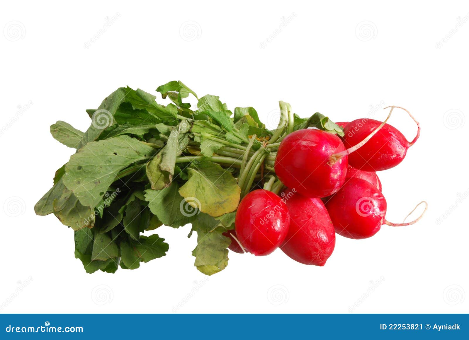 A bunch of radishes stock image. Image of healthy, nature - 22253821
