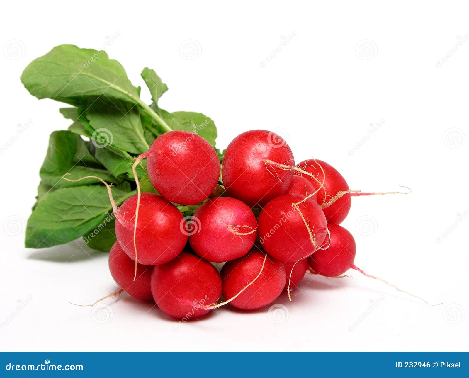 Bunch of radishes stock photo. Image of diet, life, fitness - 232946
