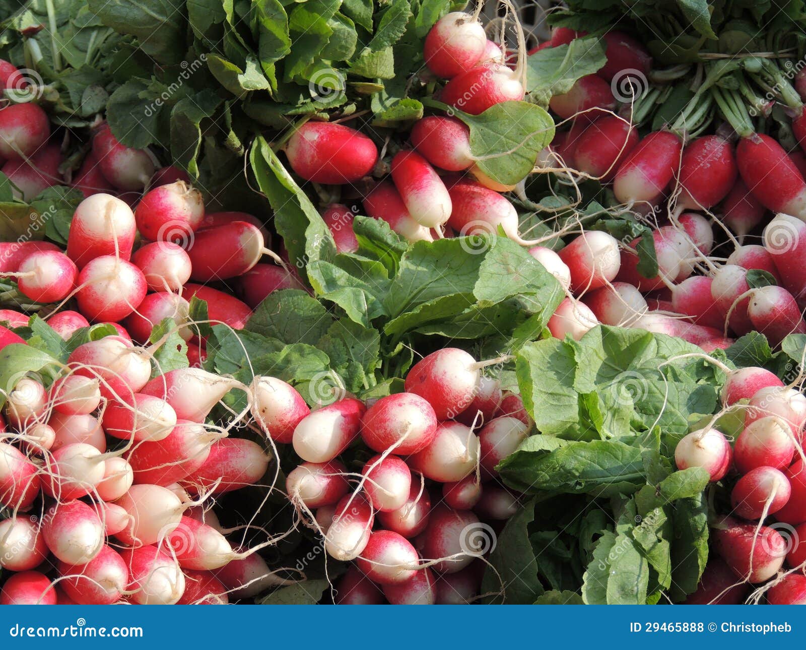 Bunch of radishes stock photo. Image of taste, savor - 29465888