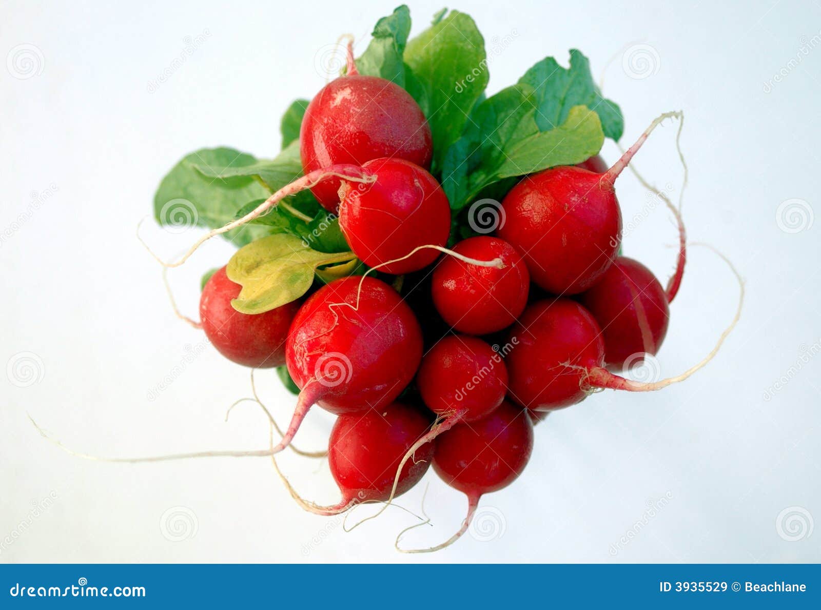 Bunch of Radishes stock image. Image of pungent, vegetable - 3935529