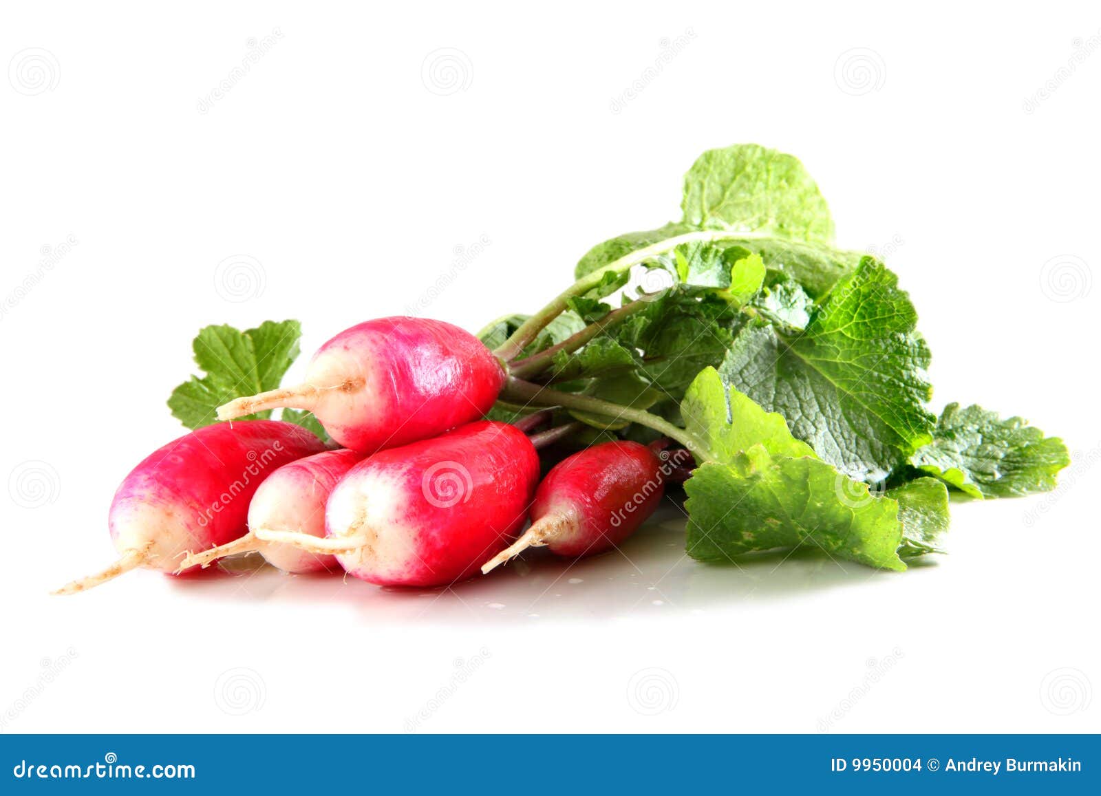 Bunch of radishes stock photo. Image of vegetables, radishes - 9950004