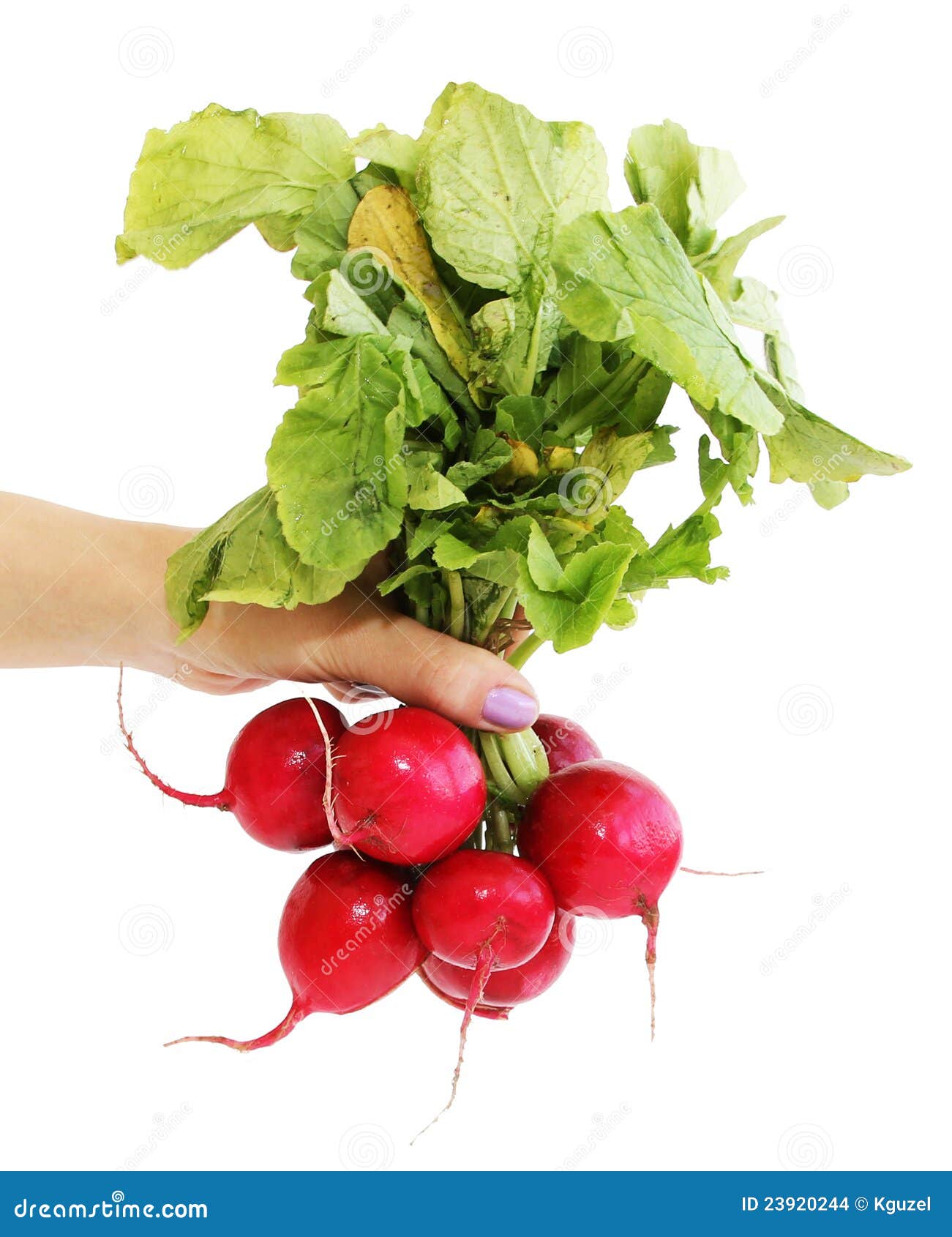 Bunch of radishes in hand stock photo. Image of natural - 23920244