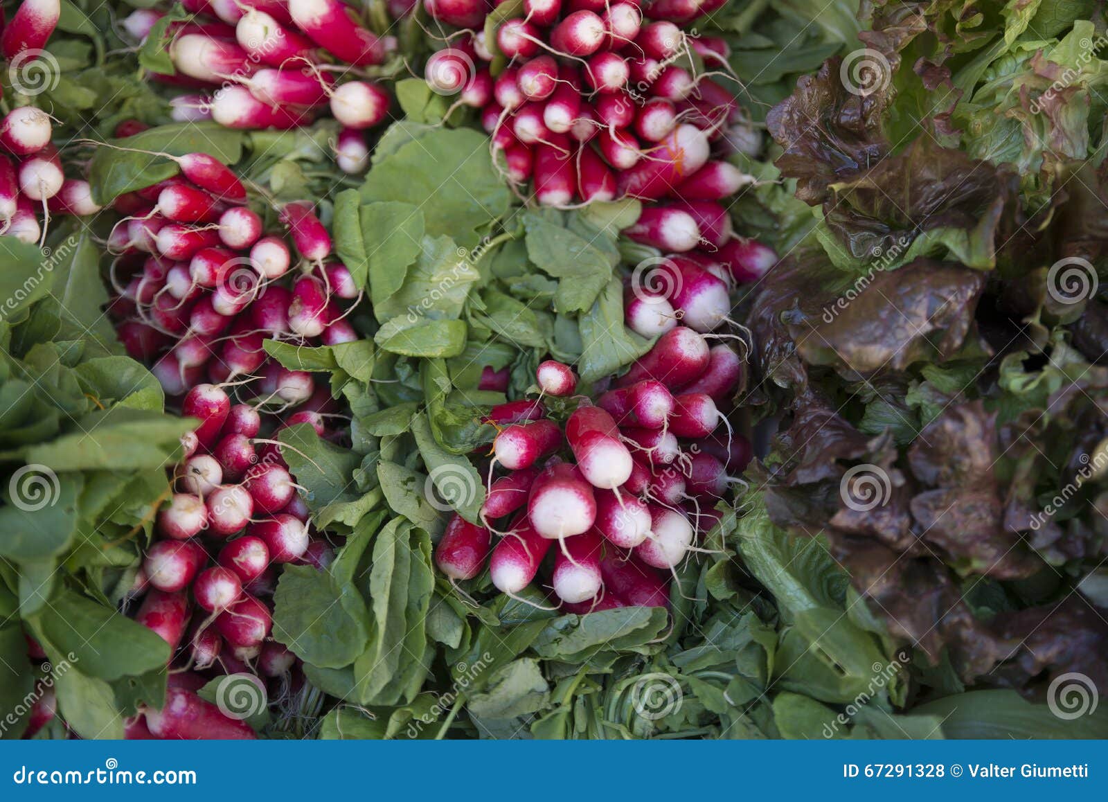 Bunch of radishes stock photo. Image of fresh, healthy - 67291328