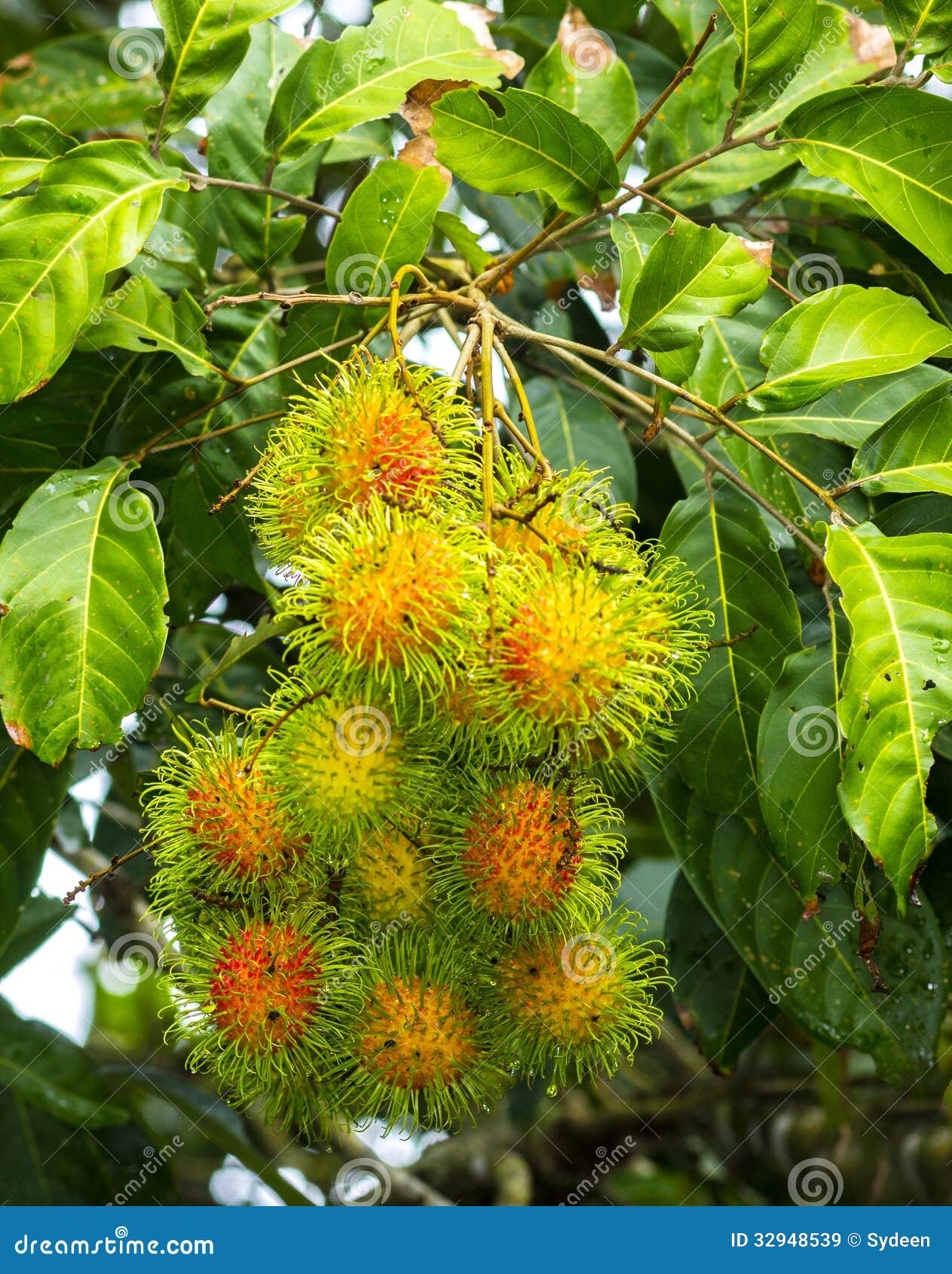 Bunch of rambutan stock image. Image of hairy, flesh - 32948539
