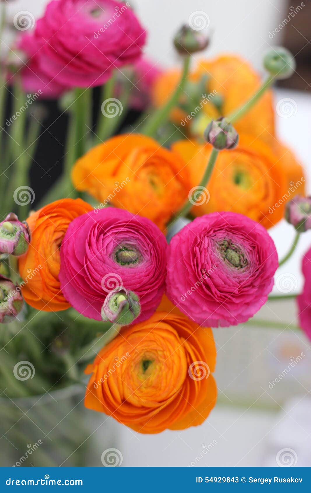 Bunch of ranunculus stock image. Image of celebrations - 54929843