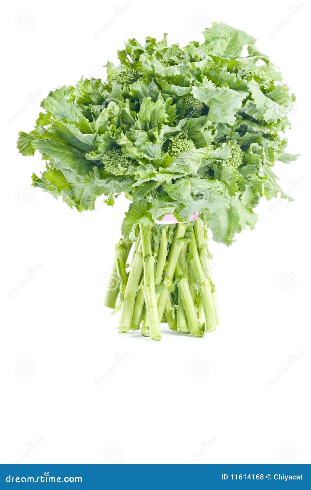 Bunch of Rapini stock photo. Image of food, broccoli - 11614168