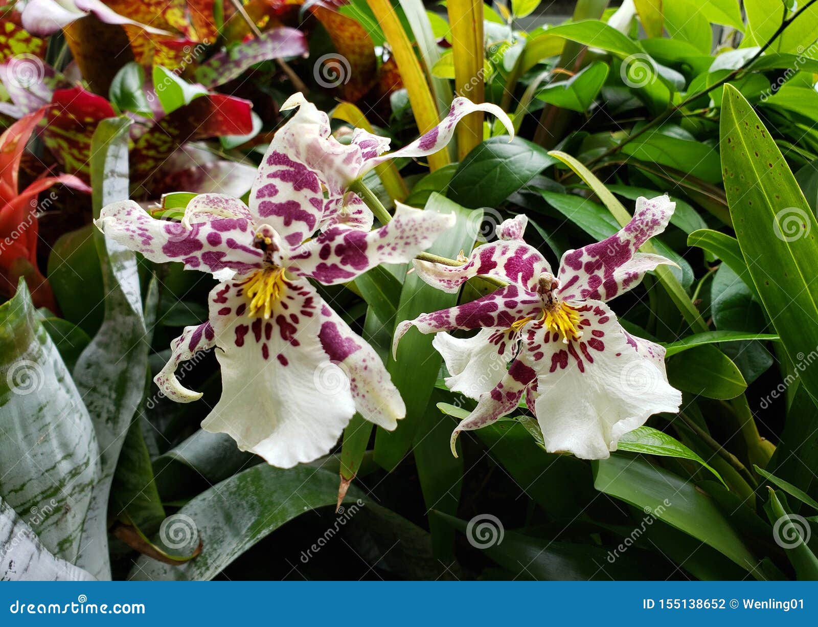 A Bunch of Rare Colorful Orchids Stock Photo - Image of science ...