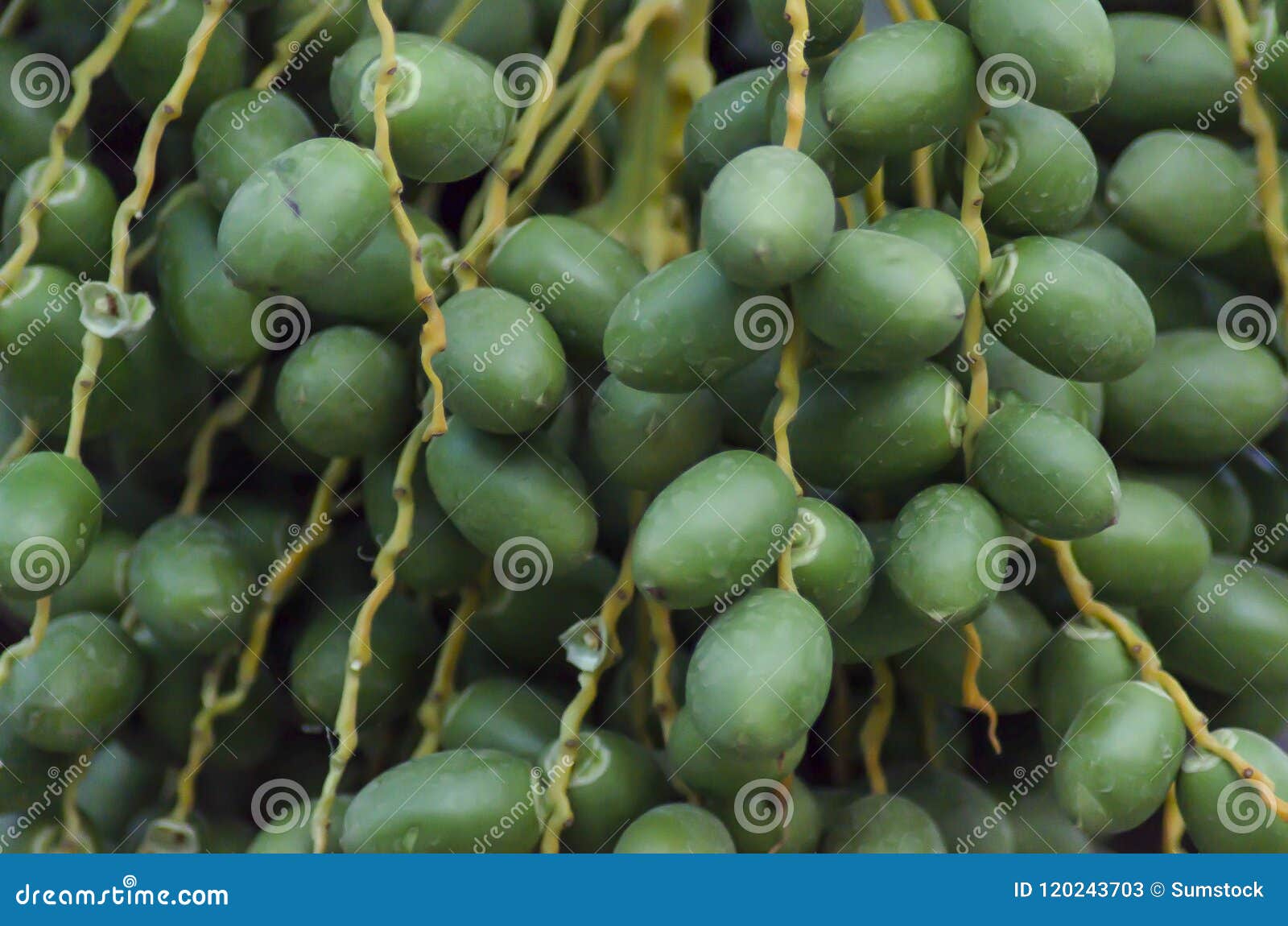 Bunch of raw green dates stock image. Image of unripened - 120243703