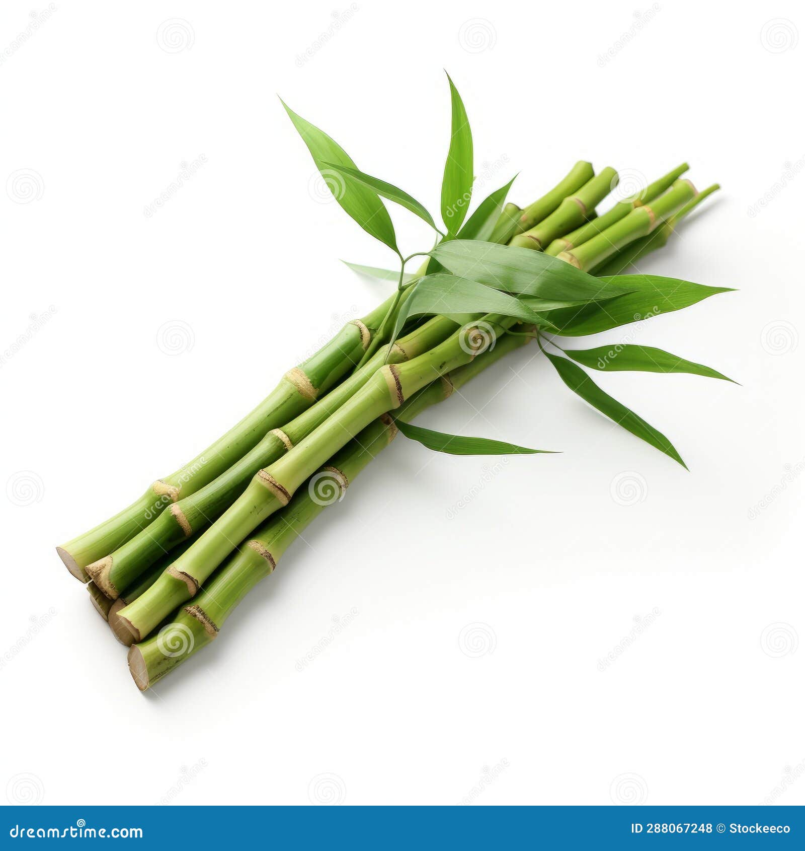 Real Bamboo Bunch on White Background Stock Illustration - Illustration ...