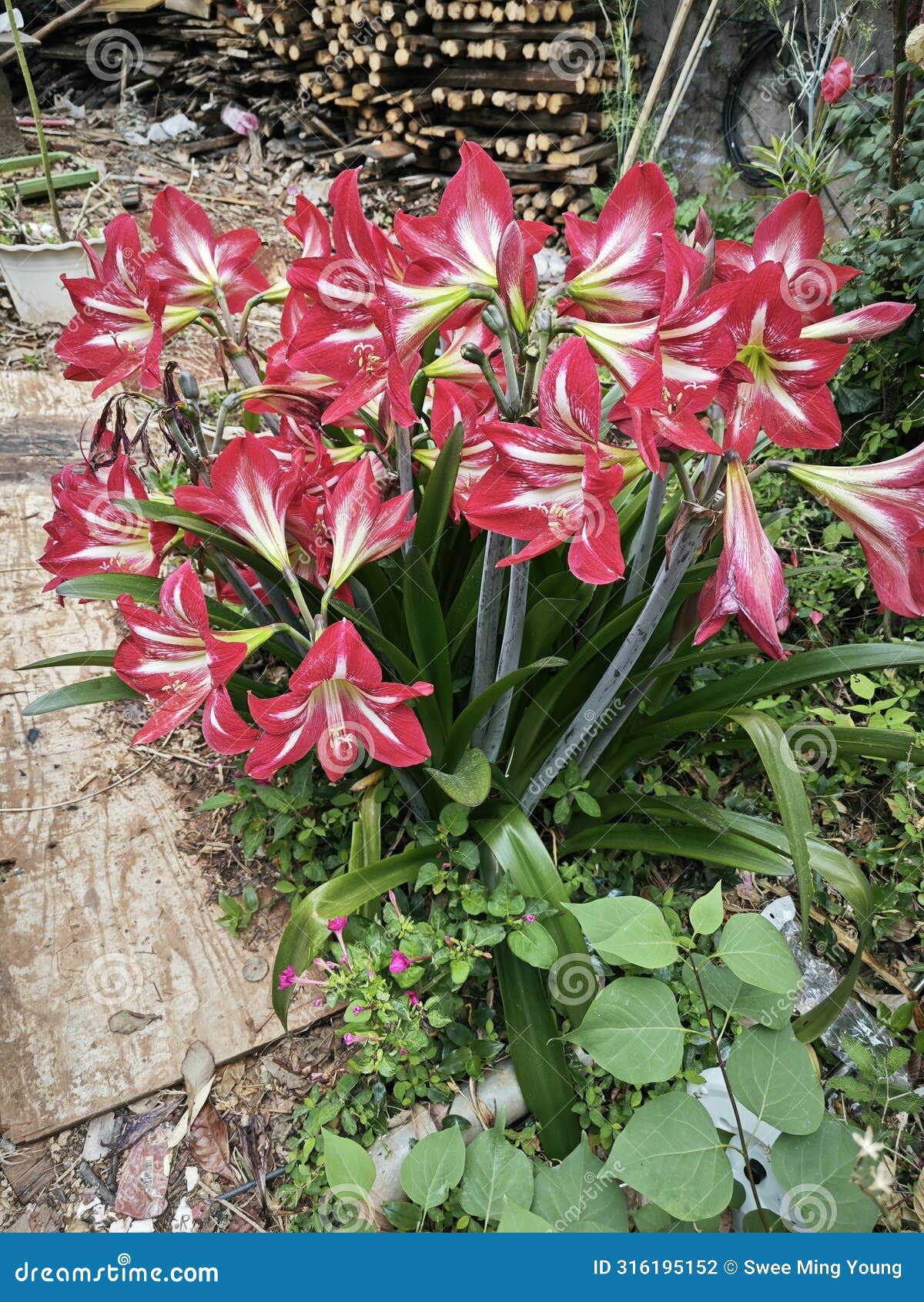 A Bunch of Red Amaryllis Flower in the Meadow. Stock Photo - Image of ...