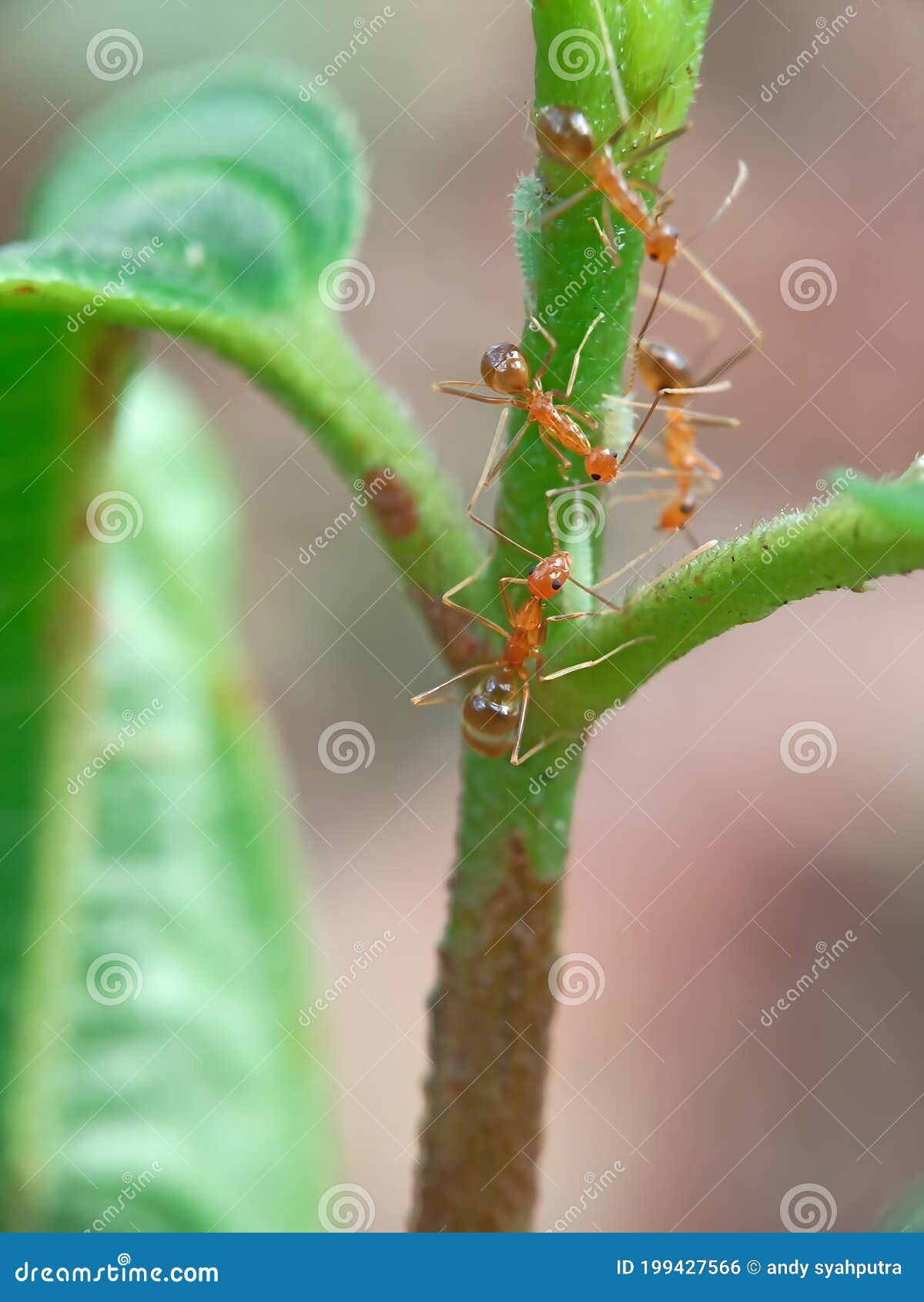 A Bunch of Red Ants Playing on a Tree Branch Stock Photo - Image of ...
