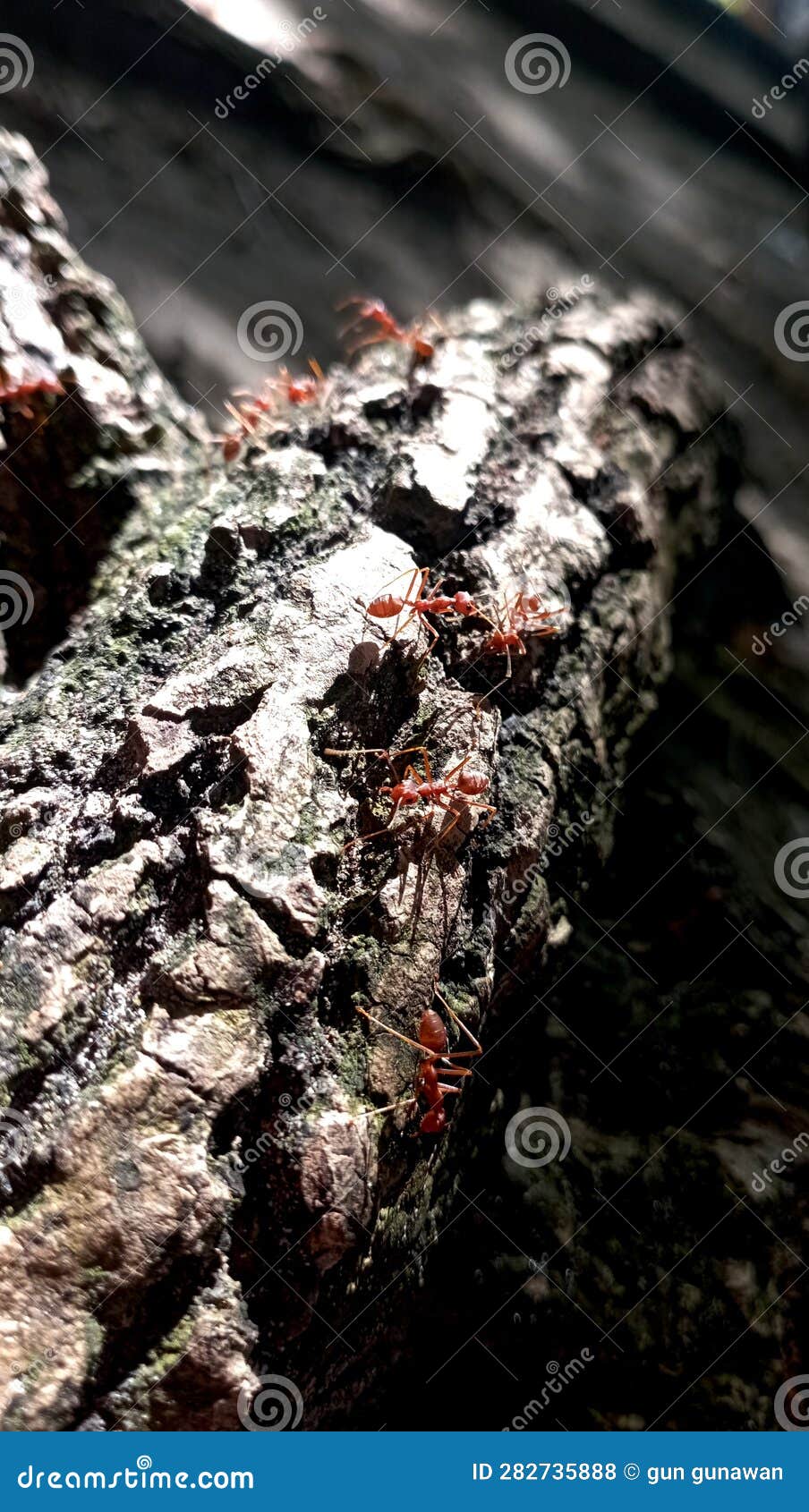 A Bunch of Red Ants on the Roots of a Tree on the Edge of Pangandaran ...