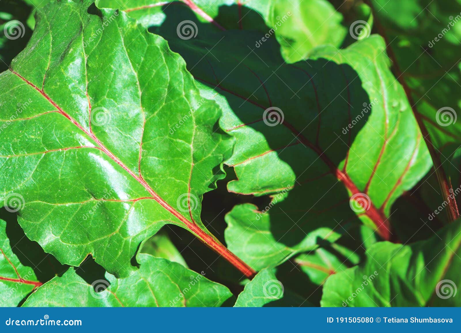 Bunch of Red Beet Leaves. Summer Harvesting Concept Stock Photo - Image ...