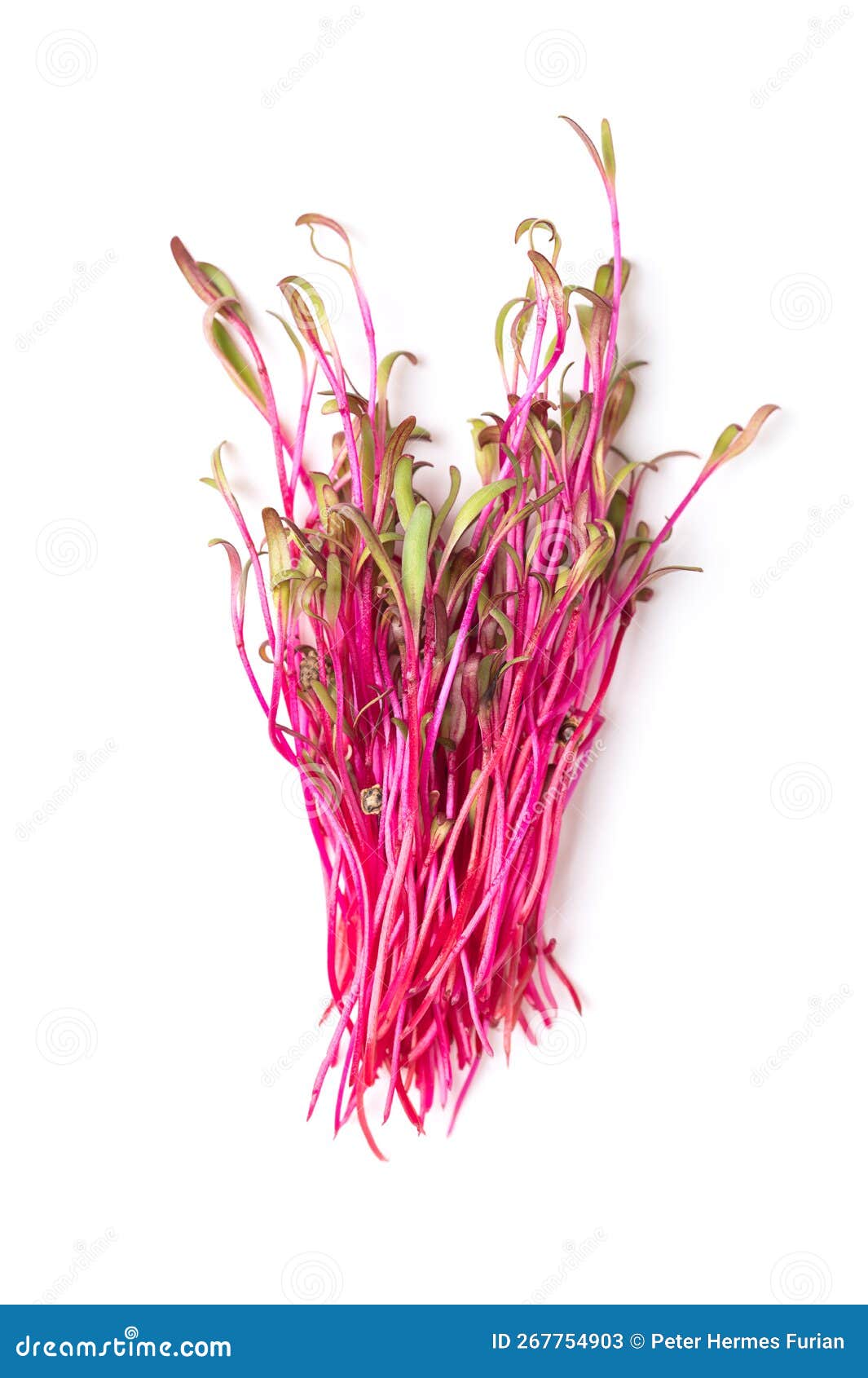 Bunch of Fresh Red Beet Microgreens, Seedlings of Beetroot, from Above ...