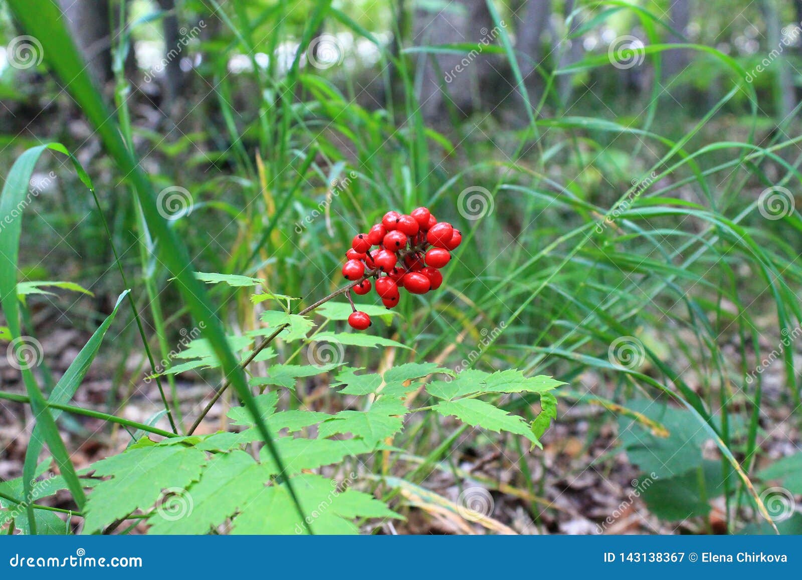 A Bunch of Red Berries Against a Backdrop of Forest Herbs Stock Image ...