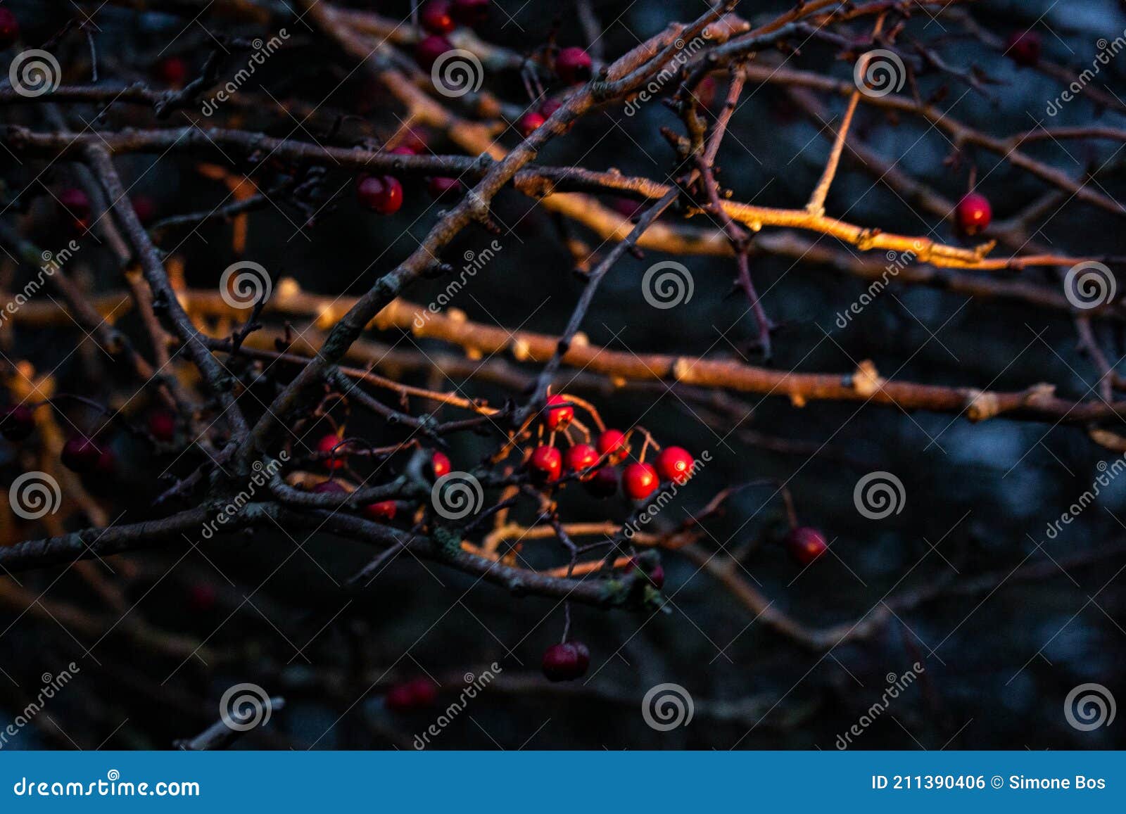 Red Berries in Light on a Branch Stock Photo - Image of fresh, light ...