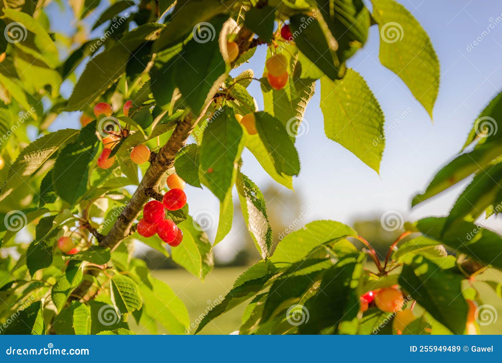 Bunch of Red Cherries and Leaves with Morning Lights Stock Image ...