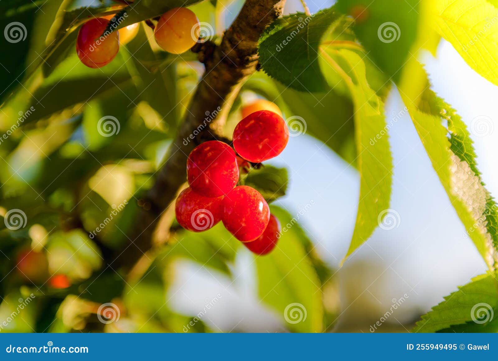 Bunch of Red Cherries and Leaves with Morning Lights Stock Image ...