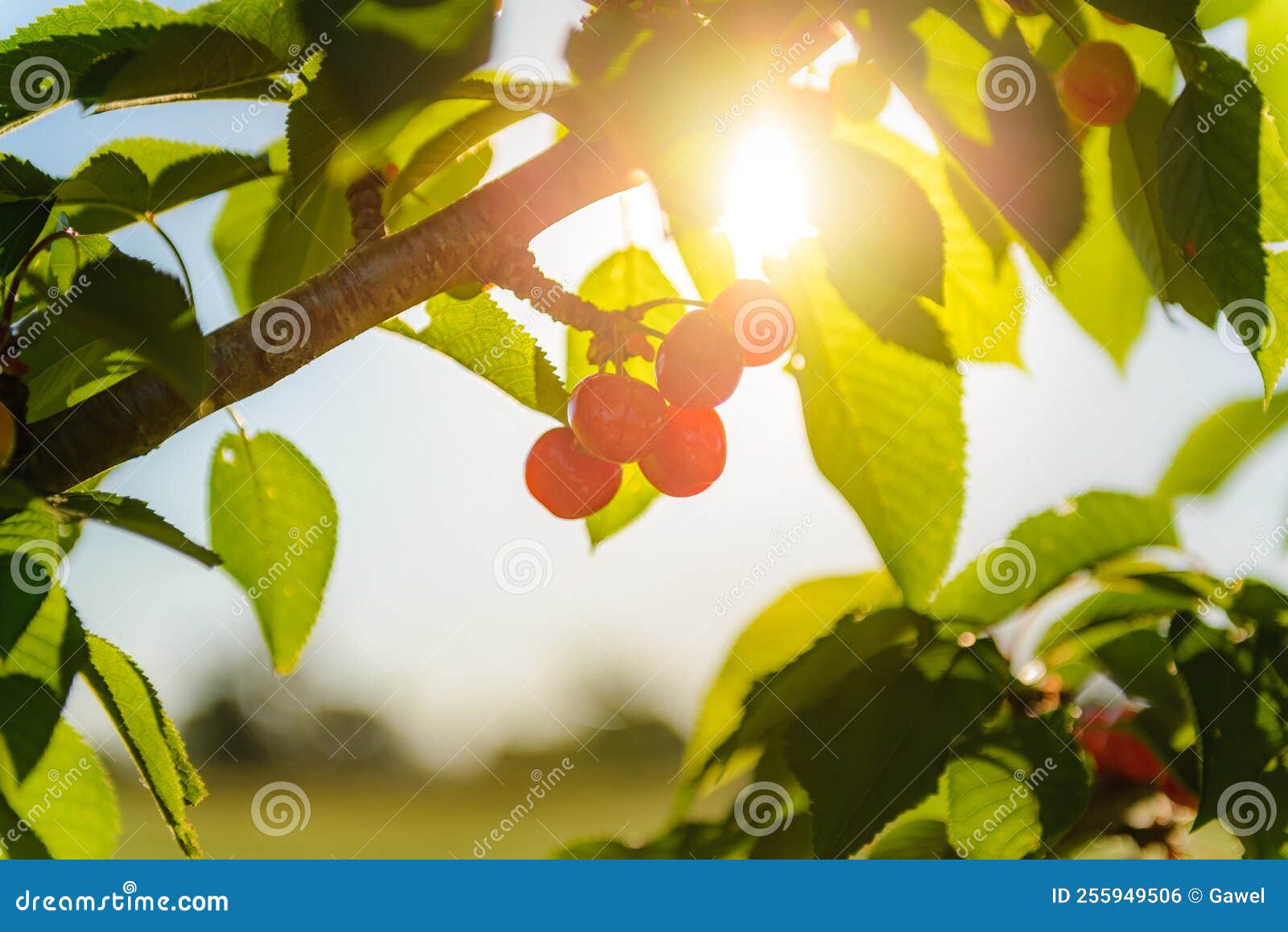 Bunch of Red Cherries and Leaves with Morning Lights Stock Photo ...