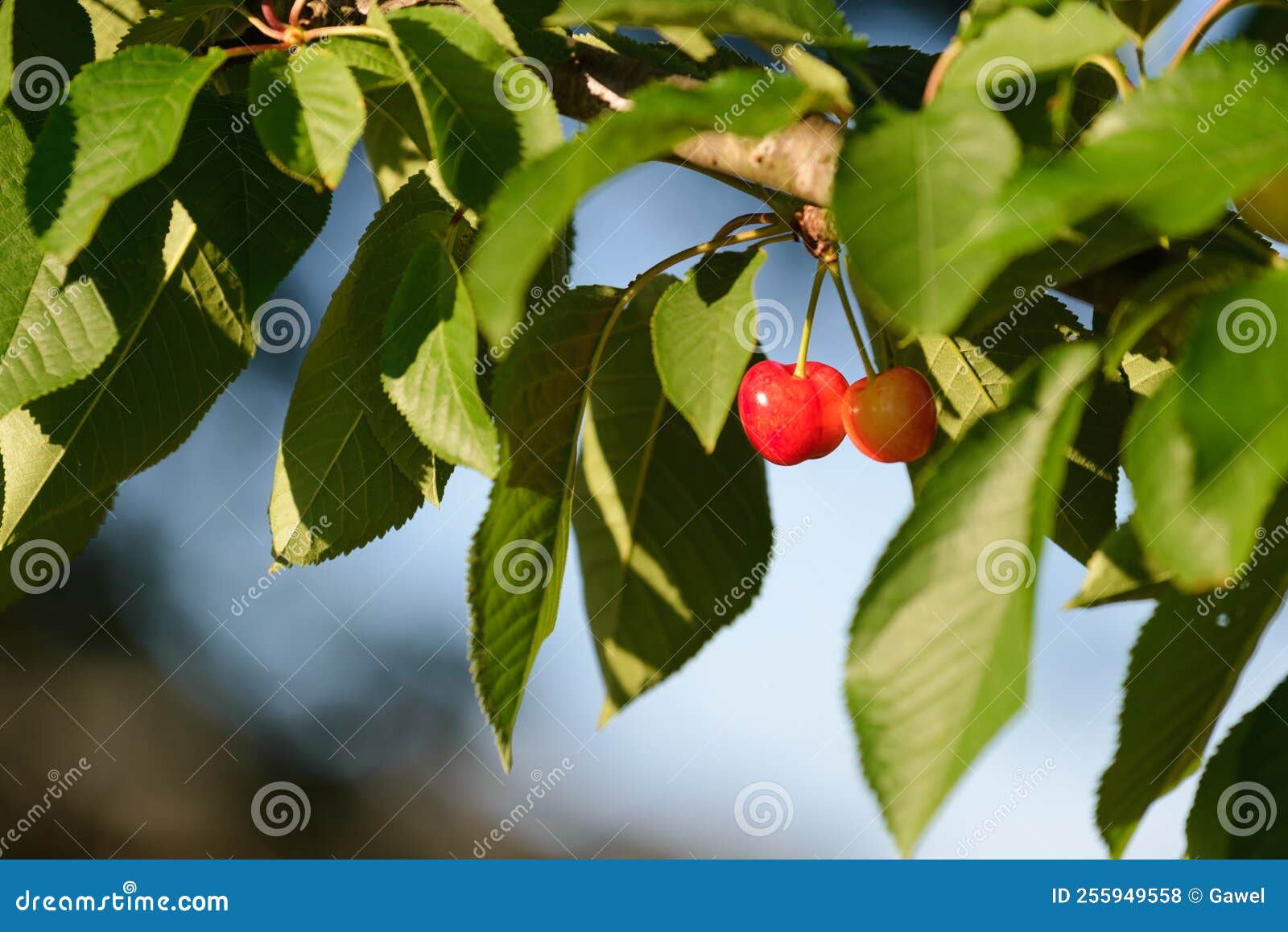 Bunch of Red Cherries and Leaves with Morning Lights Stock Photo ...