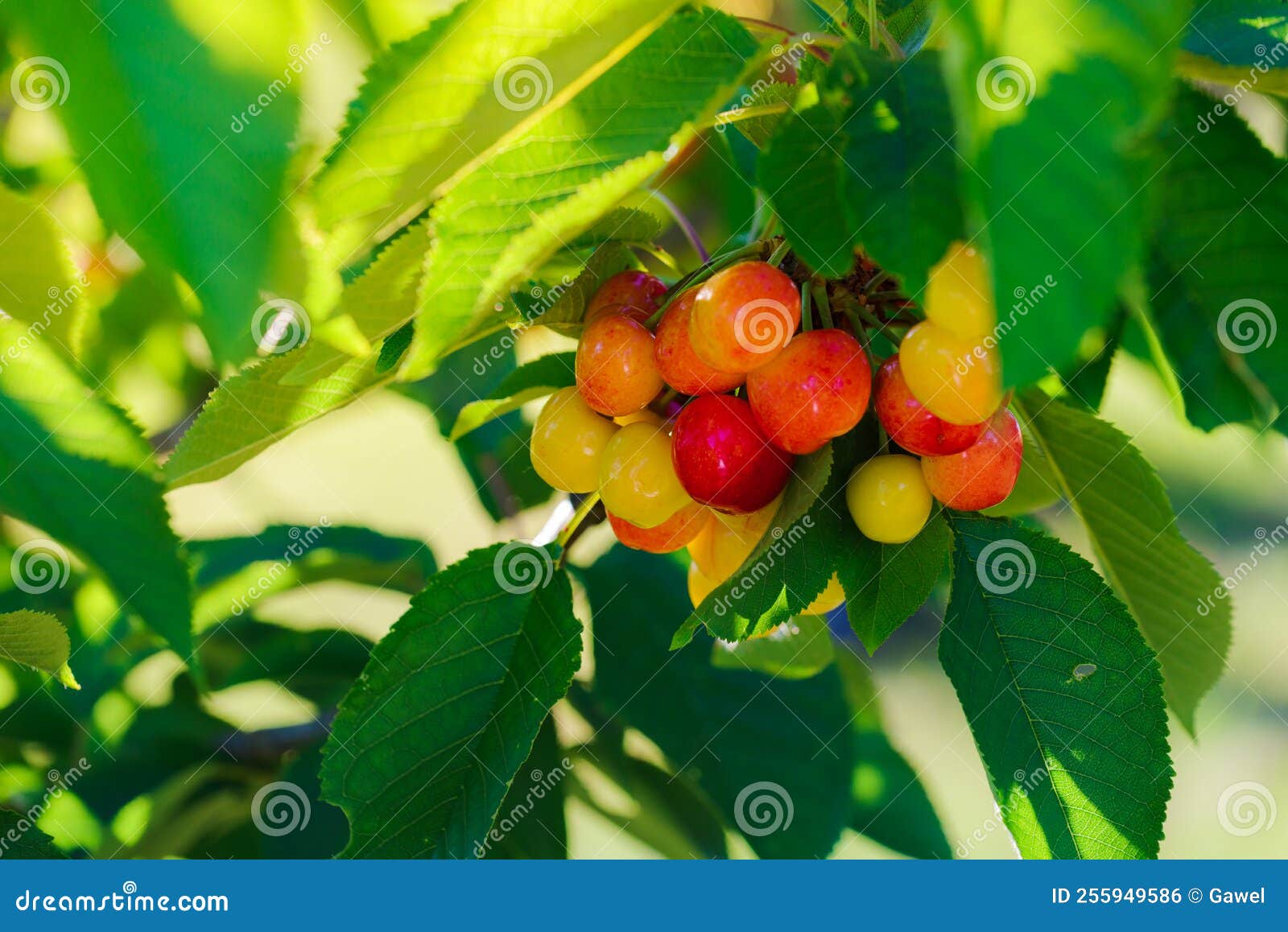 Bunch of Red Cherries and Leaves with Morning Lights Stock Photo ...