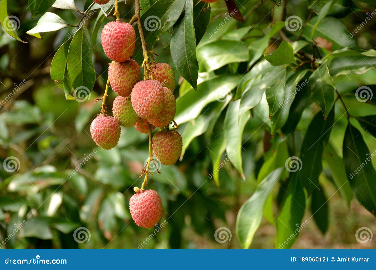Colour Lychees Stock Photos - Free & Royalty-Free Stock Photos from ...