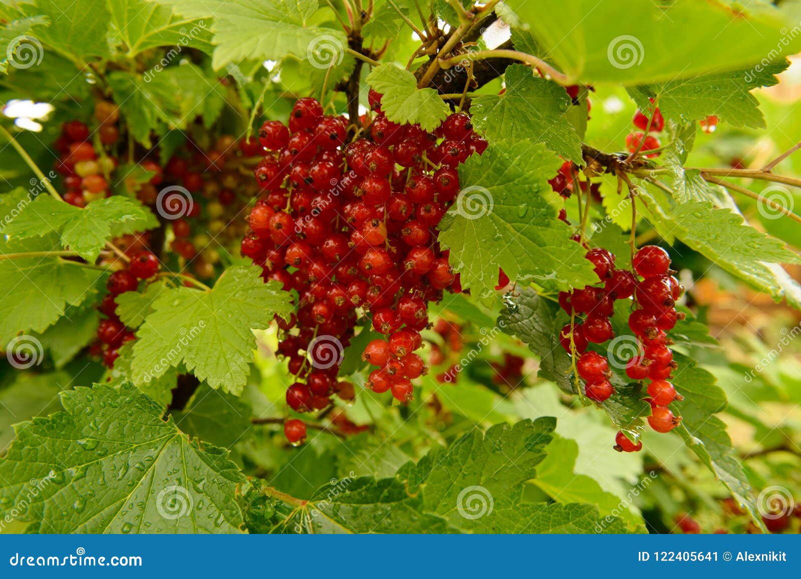 Bunch of Red Currant Berries on Green Branches Stock Image - Image of ...