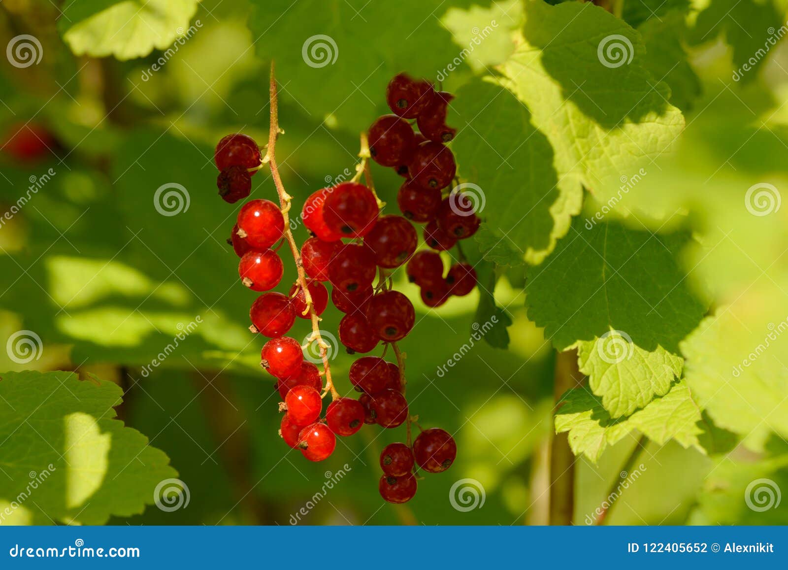 Bunch of Red Currant Berries on Green Branches Stock Photo - Image of ...