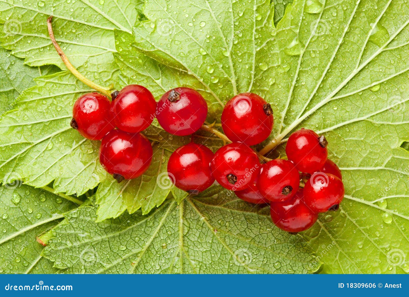 Bunch of Red Currant on Leaves Stock Photo - Image of refreshment ...