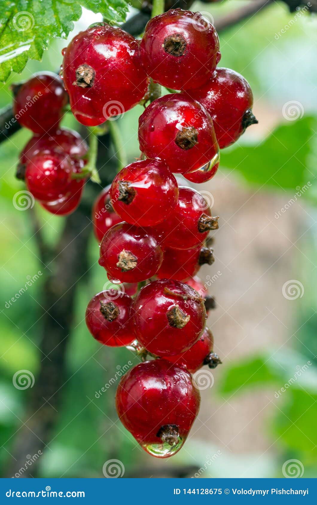 A Bunch of Red Currant with Leaves in Drops after Rain on Natural ...
