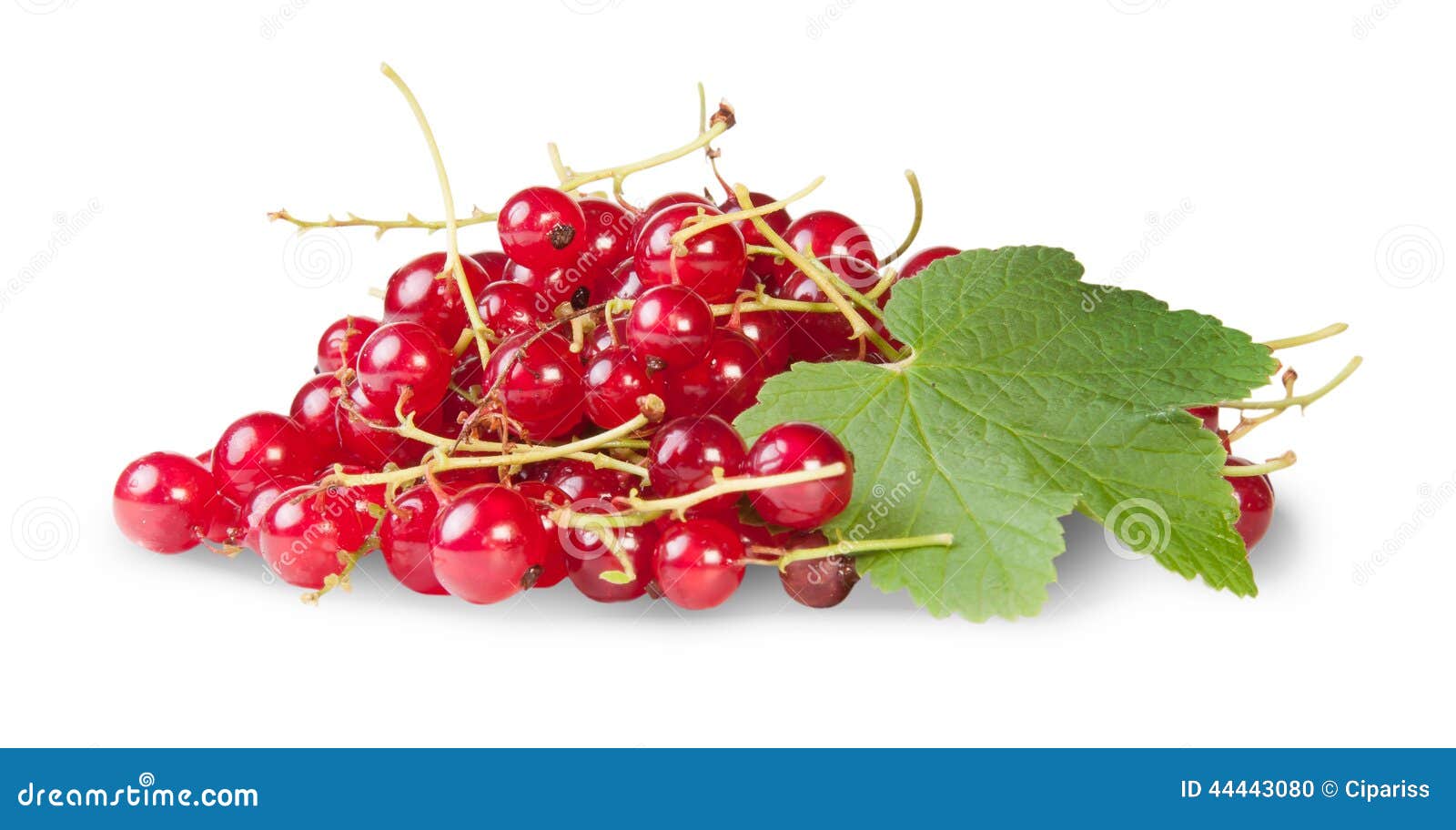 Bunch of Red Currants with Currant Leaves Rotated Stock Photo - Image ...