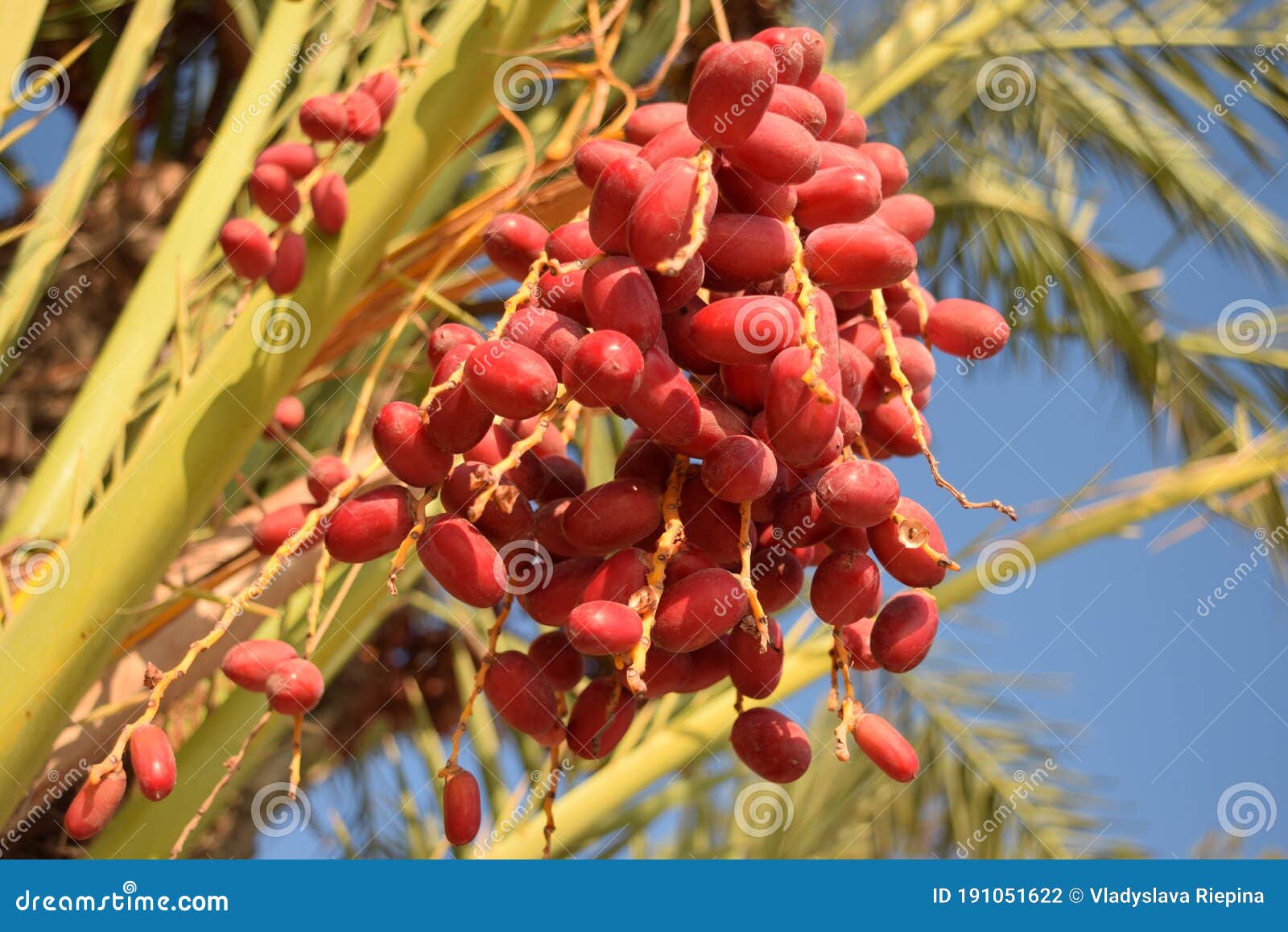 Bunch of Red Dates on the Palm Tree Stock Photo - Image of date, arab ...