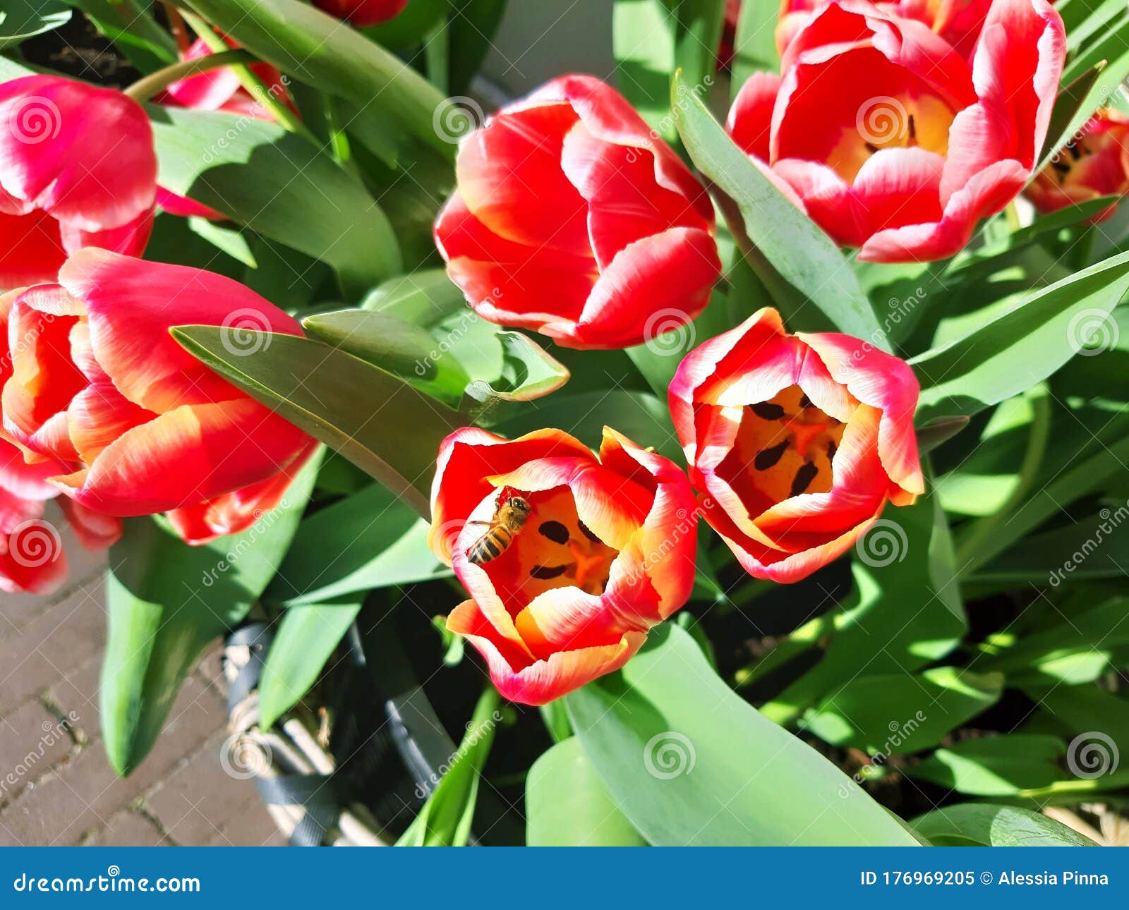 Bunch of red Dutch tulips stock image. Image of fresh - 176969205