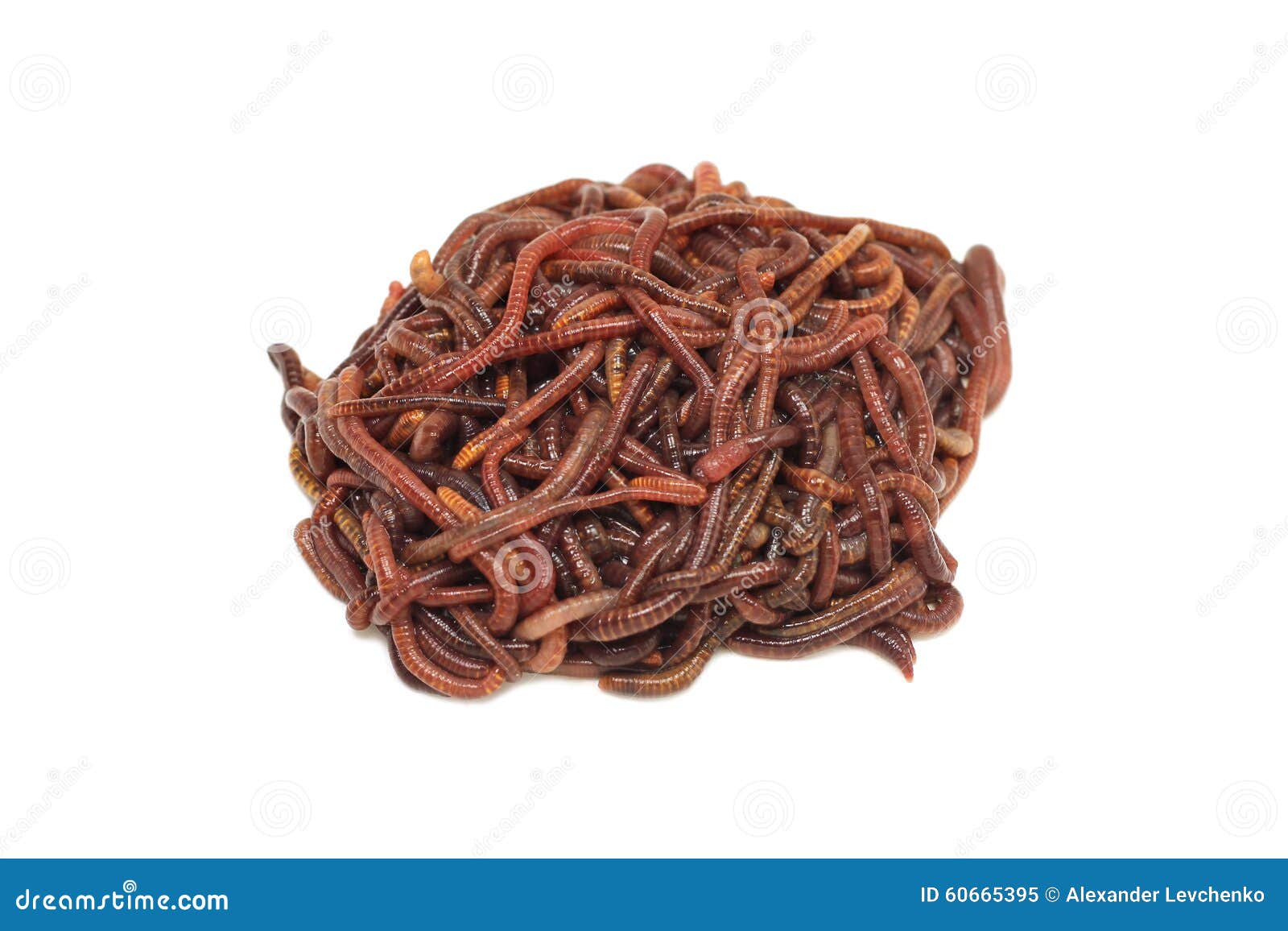 Earthworm Dishes
