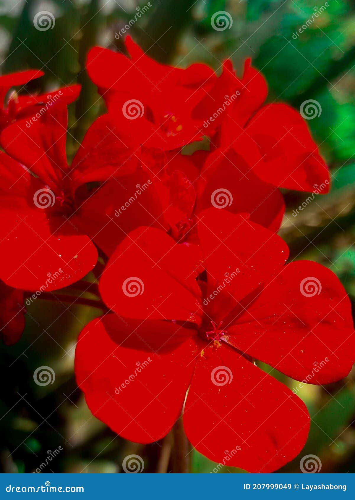 Bunch of red flowers stock image. Image of natural, summer - 207999049
