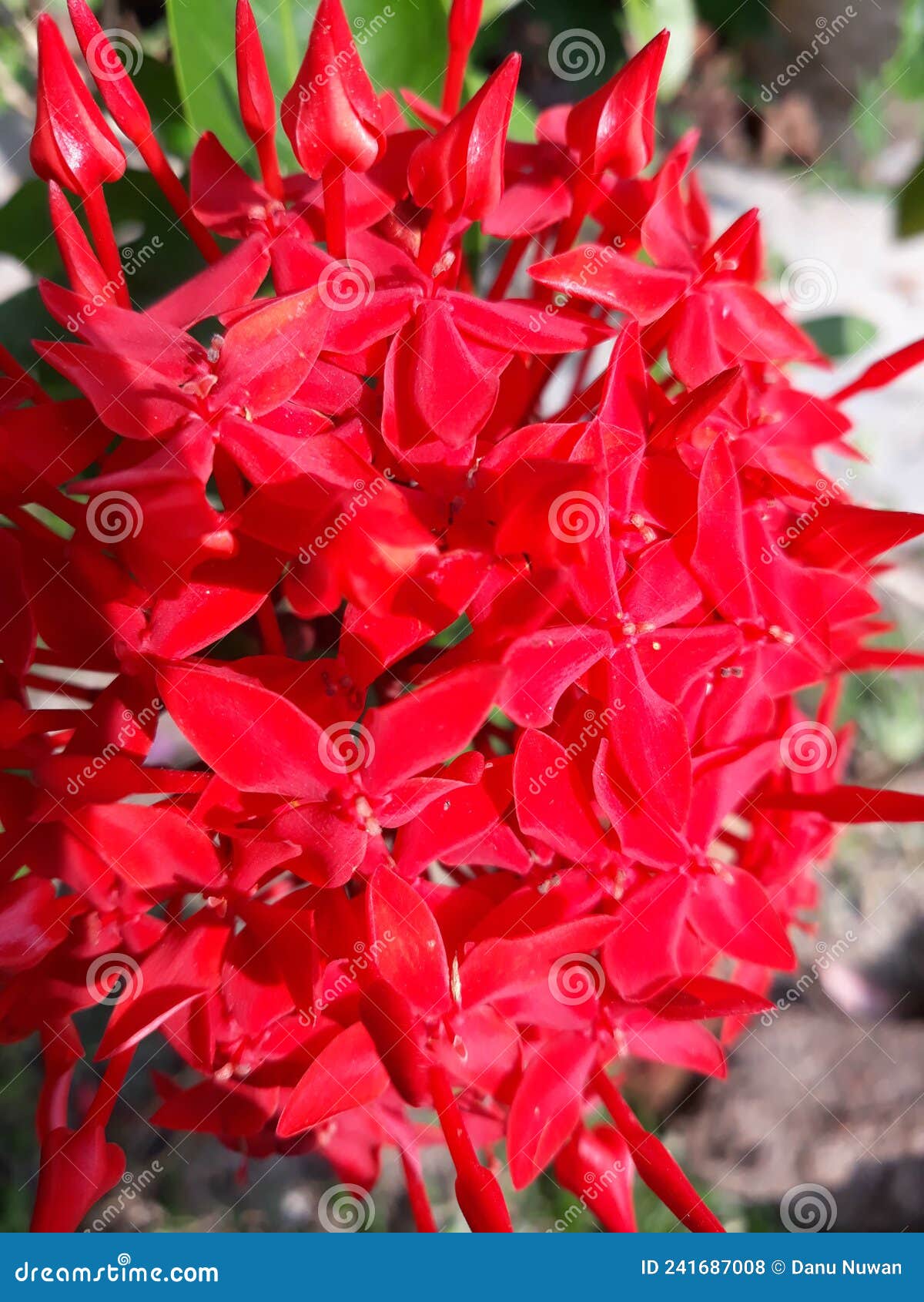 A Bunch of Red Flowers is Beautiful Stock Photo - Image of leaf, pink ...