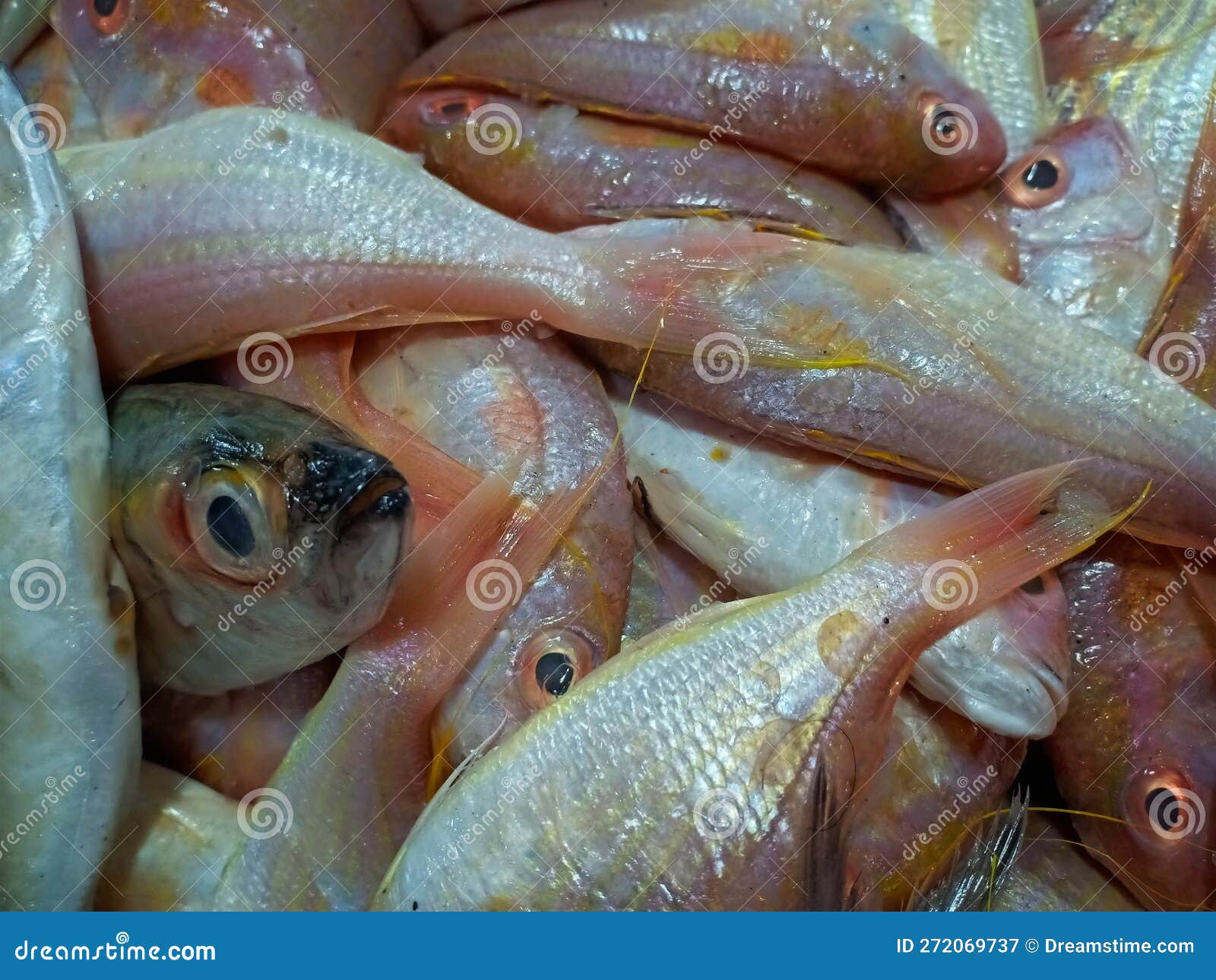 A bunch of fish stock image. Image of organism, meat - 272069737
