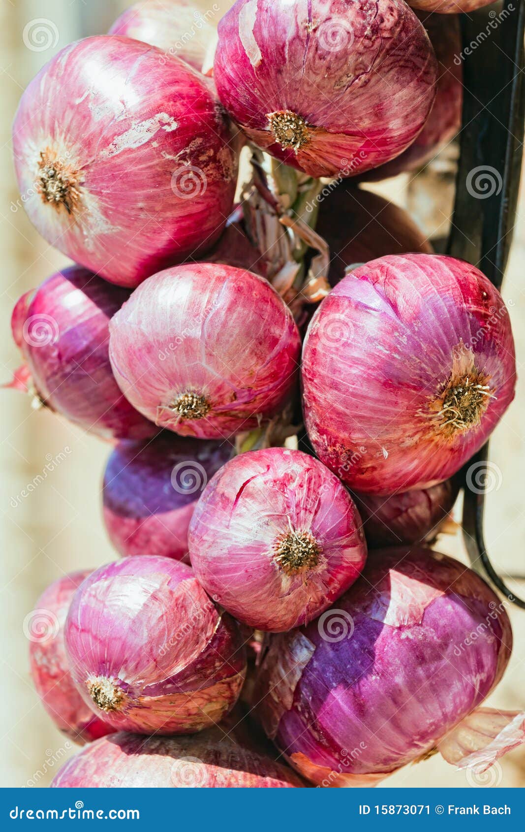 Bunch of red fresh onions stock image. Image of plant - 15873071