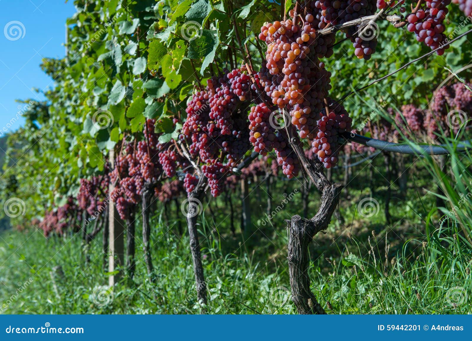 Bunch of Red Grape Vines for Wine Production Stock Image - Image of ...