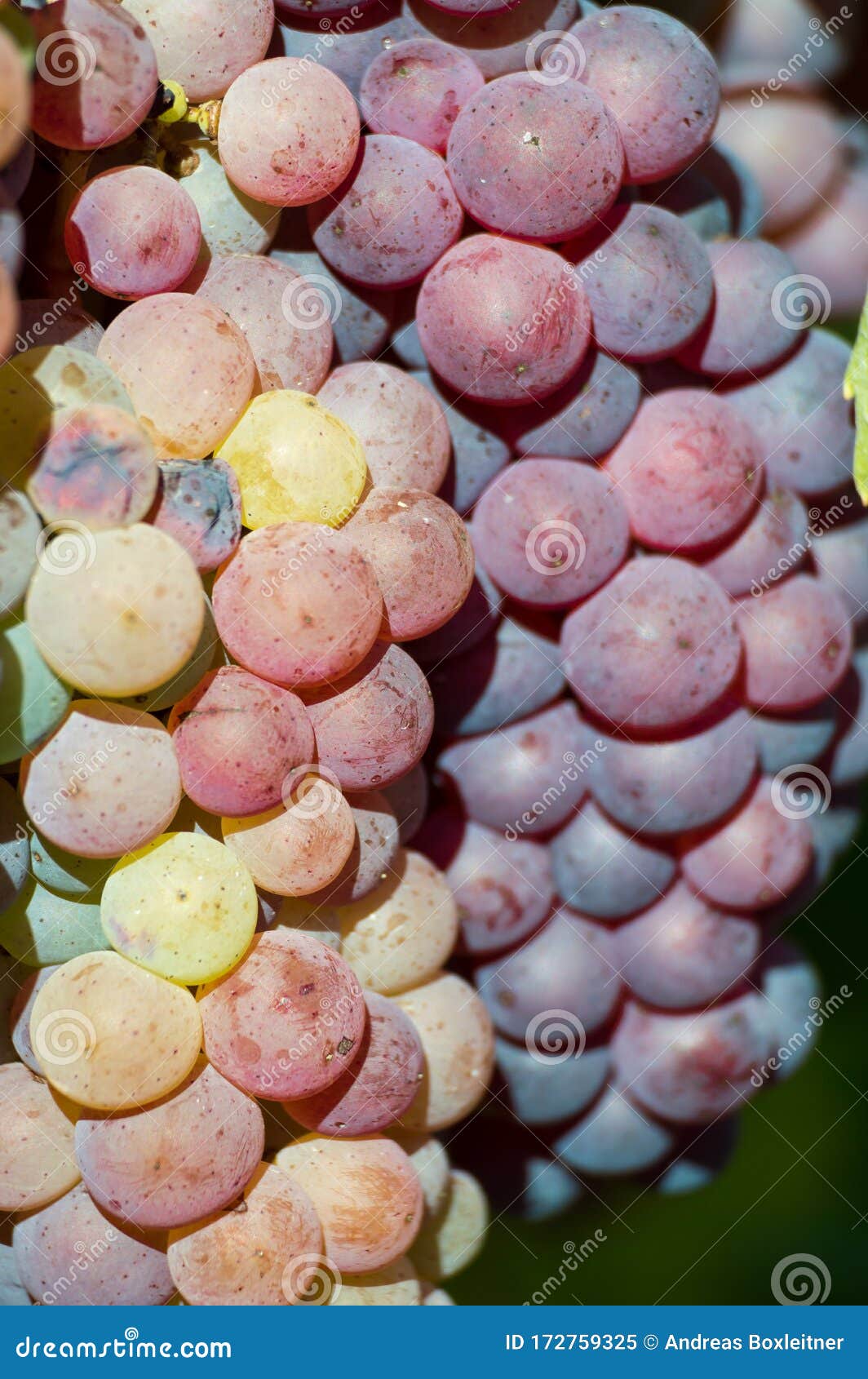 Bunch of Red Grapes on Common Grape Vine Stock Image - Image of common ...