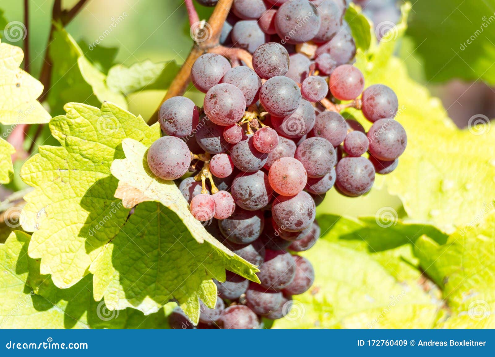 Bunch of Red Grapes on Common Grape Vine Stock Image - Image of food ...