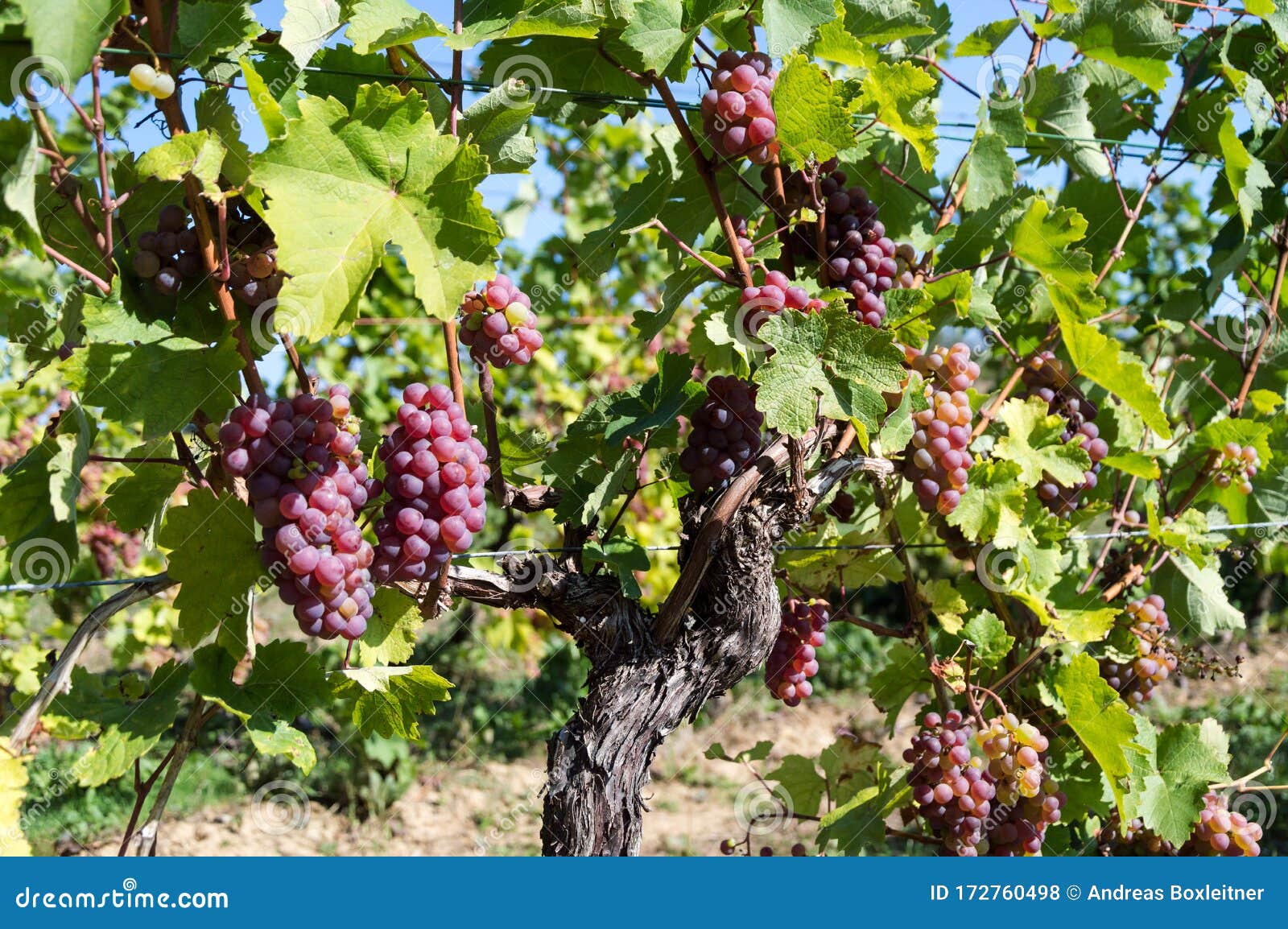 Bunch of Red Grapes on Common Grape Vine Stock Photo - Image of juicy ...