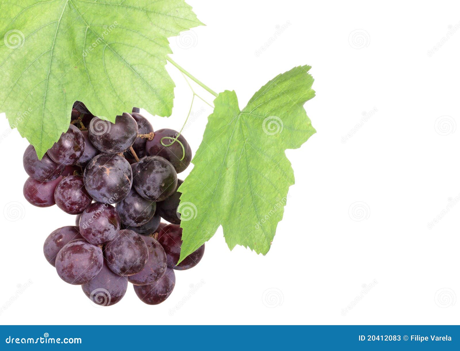 Bunch of Red Grapes in a Grapevine Isolated Stock Image - Image of ...