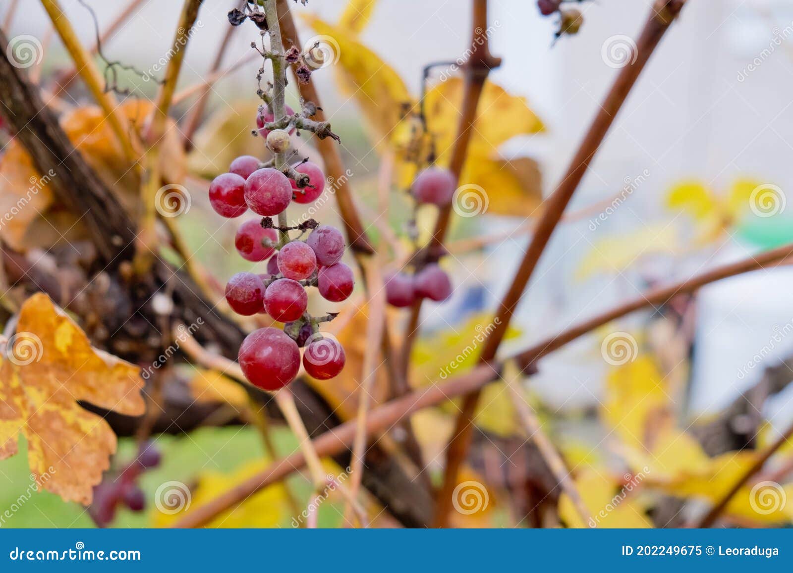 Bunch of Red Grapes on a Stem. Close-up Stock Image - Image of grapes ...